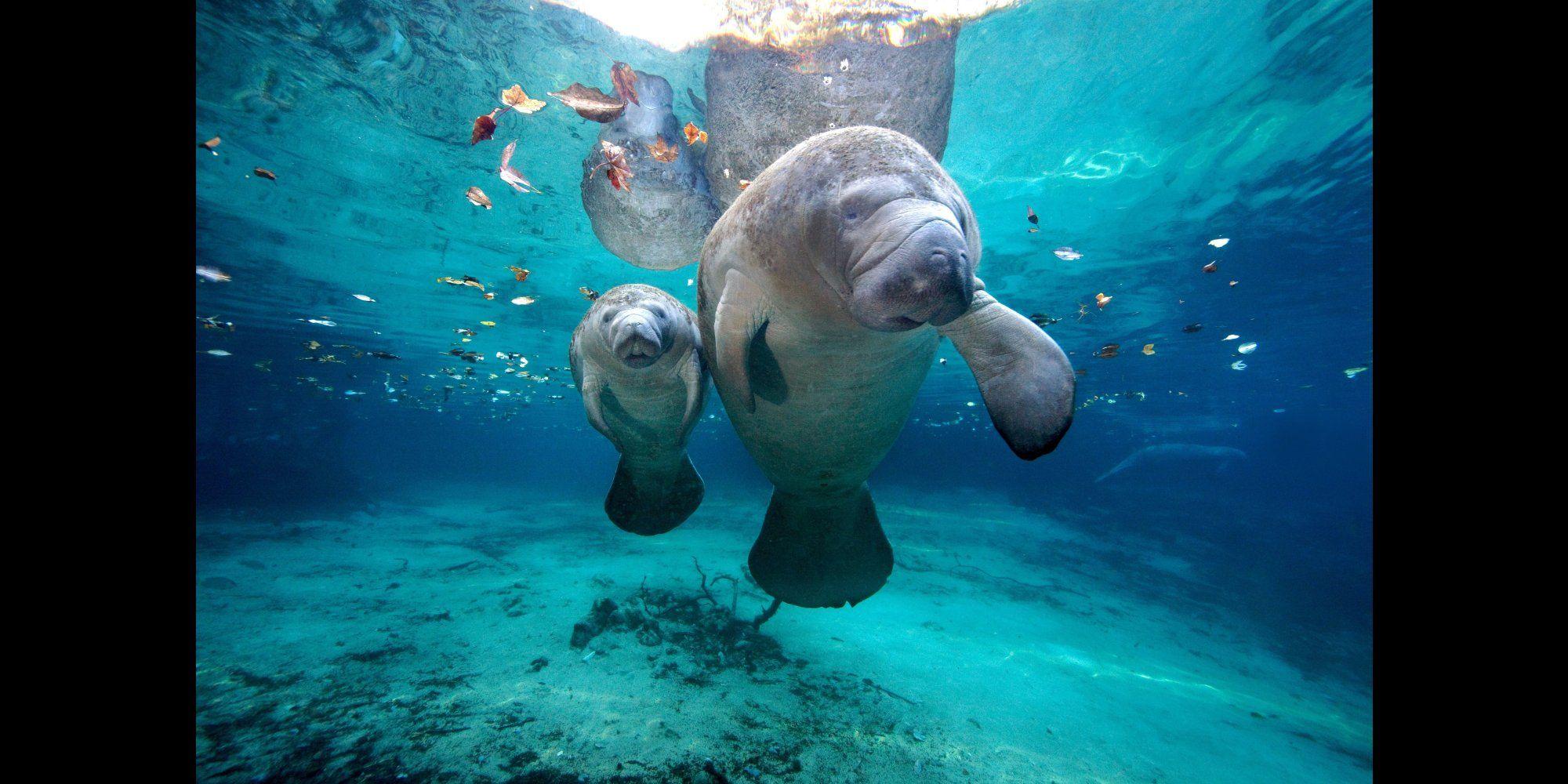 Manatees Wallpapers - Wallpaper Cave