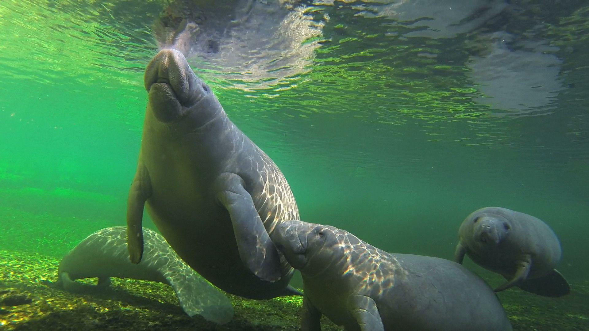 Manatees Wallpapers - Wallpaper Cave