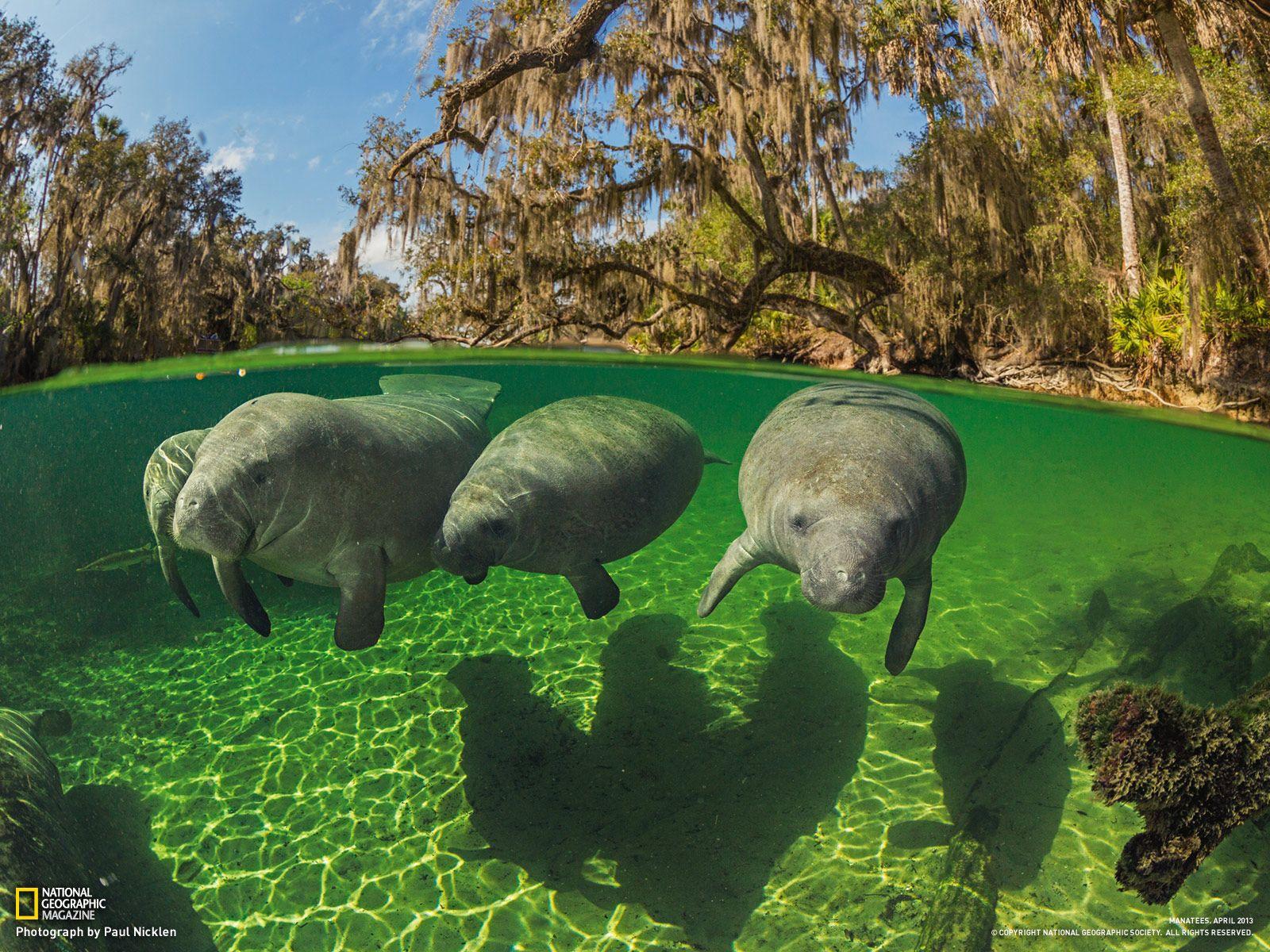Manatees Wallpapers - Wallpaper Cave