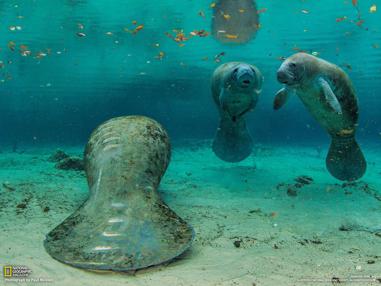 Manatees Wallpapers - Wallpaper Cave