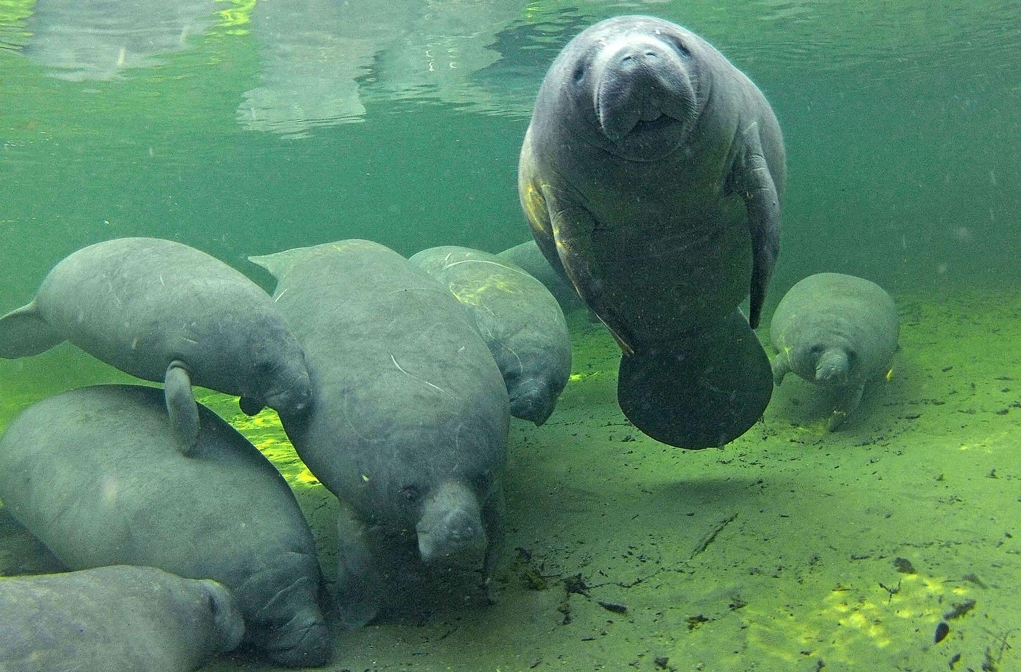 Manatees Wallpapers - Wallpaper Cave