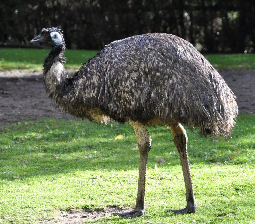 Emu Wallpapers - Wallpaper Cave