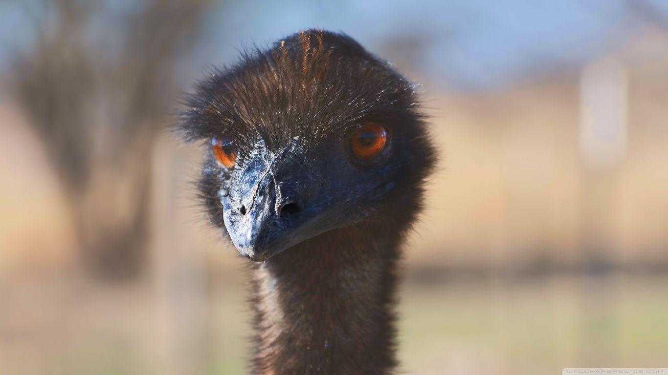 Emu Wallpapers Wallpaper Cave