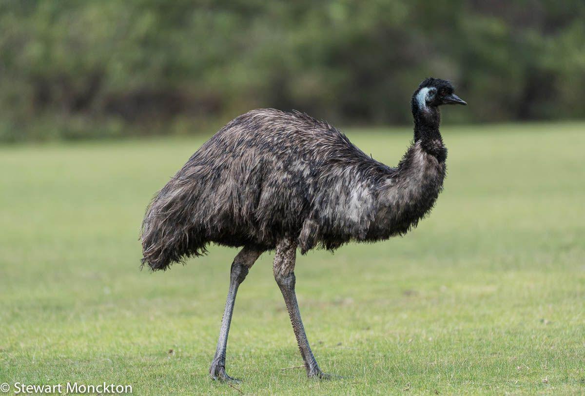Emu Wallpapers - Wallpaper Cave