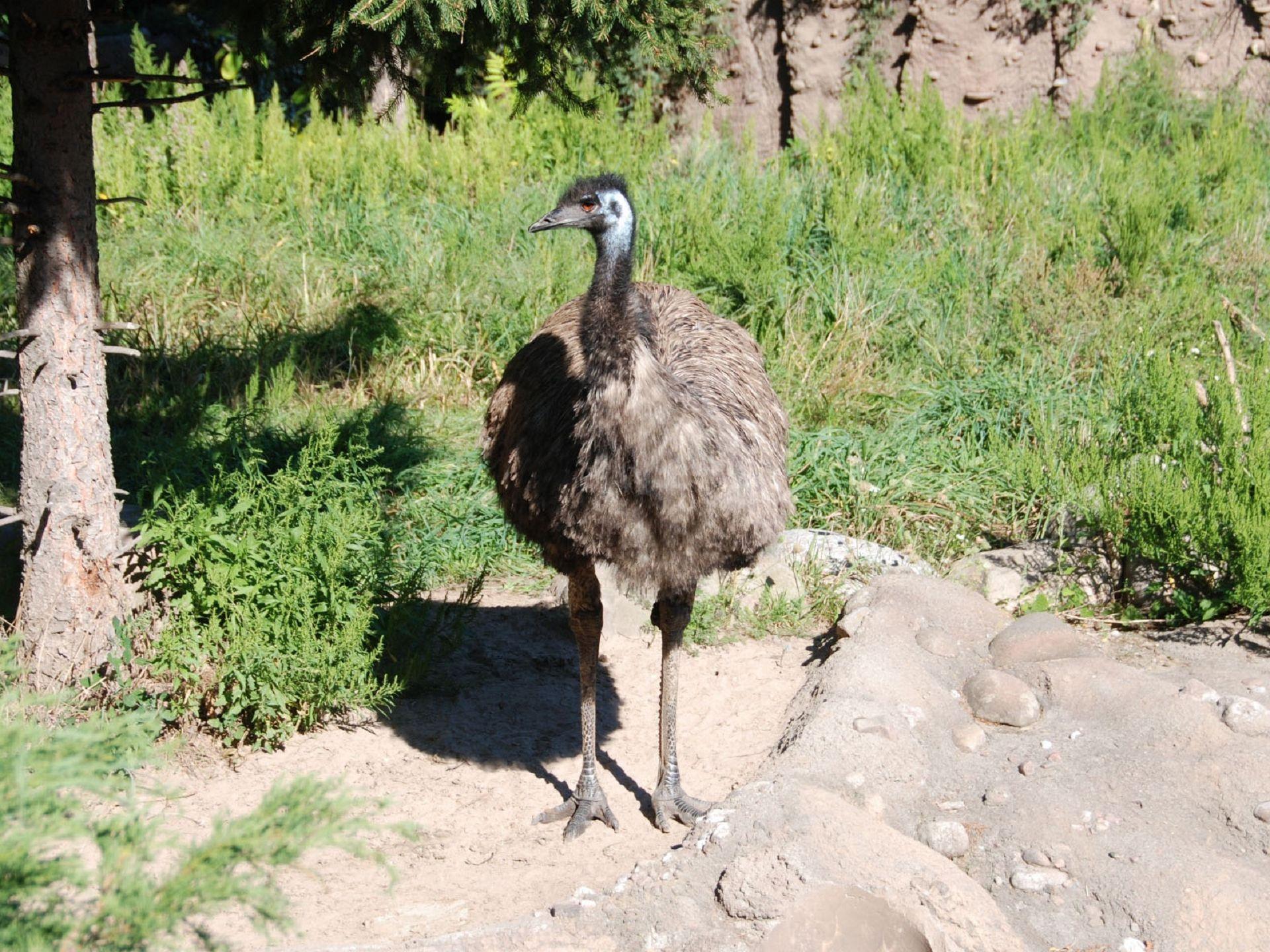 Emu Wallpapers Wallpaper Cave