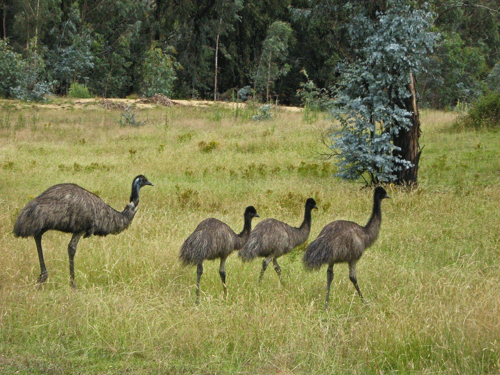 Emu Wallpapers Wallpaper Cave
