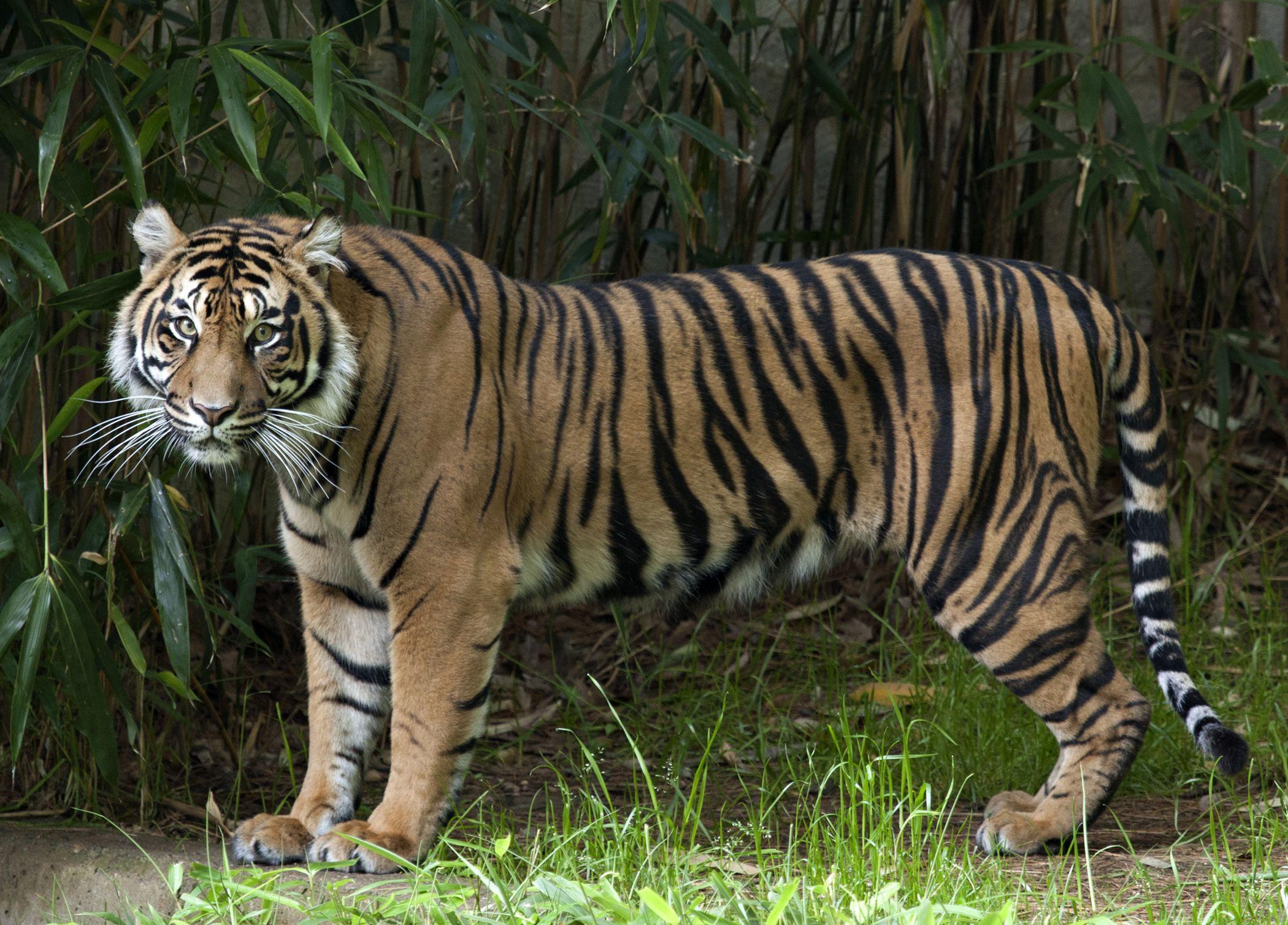 Sumatran Tiger Wallpapers - Wallpaper Cave