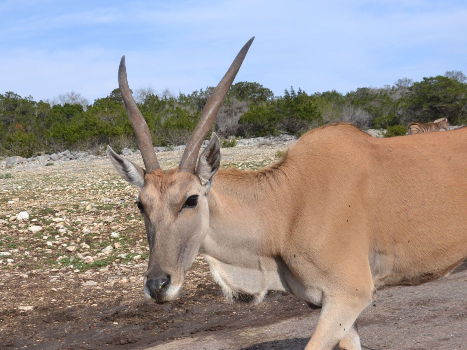 Common Eland Wallpapers - Wallpaper Cave