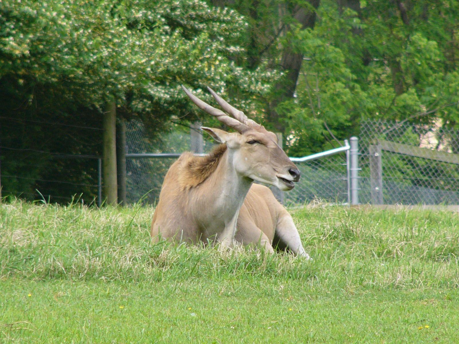 Common Eland Wallpapers - Wallpaper Cave