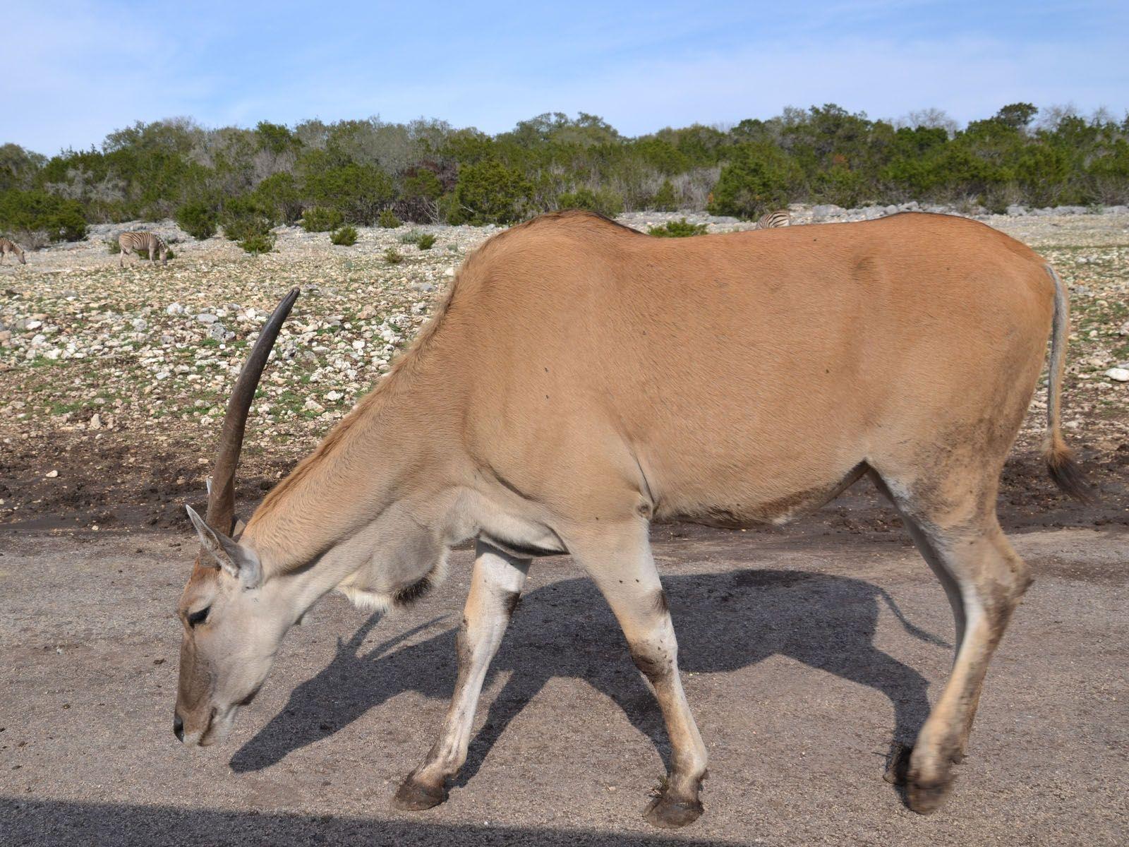 Common Eland Wallpapers - Wallpaper Cave