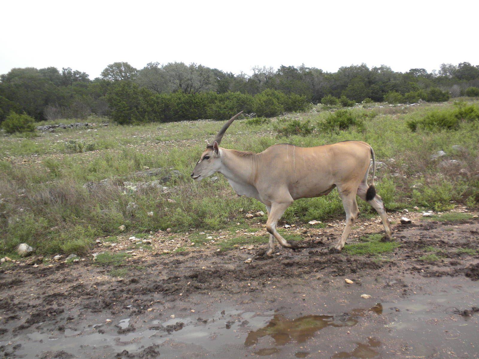 Common Eland Wallpapers - Wallpaper Cave