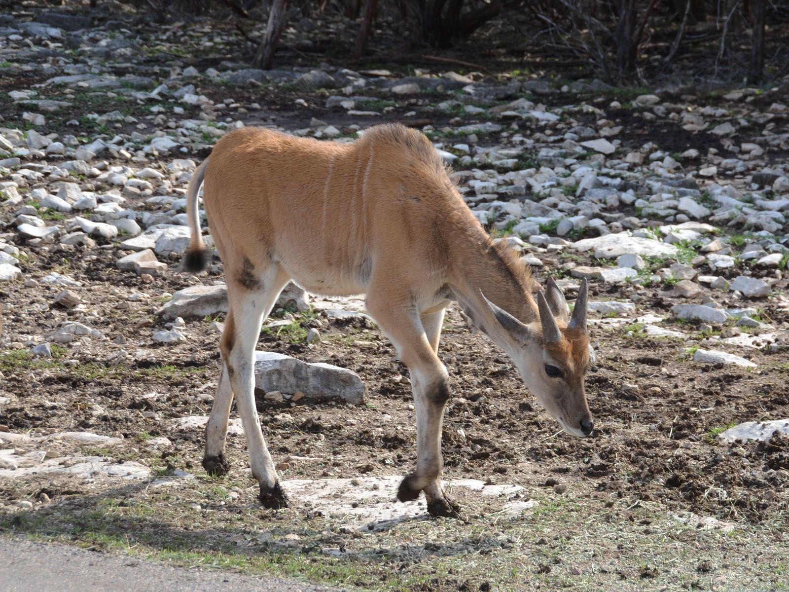 Common Eland Wallpapers - Wallpaper Cave