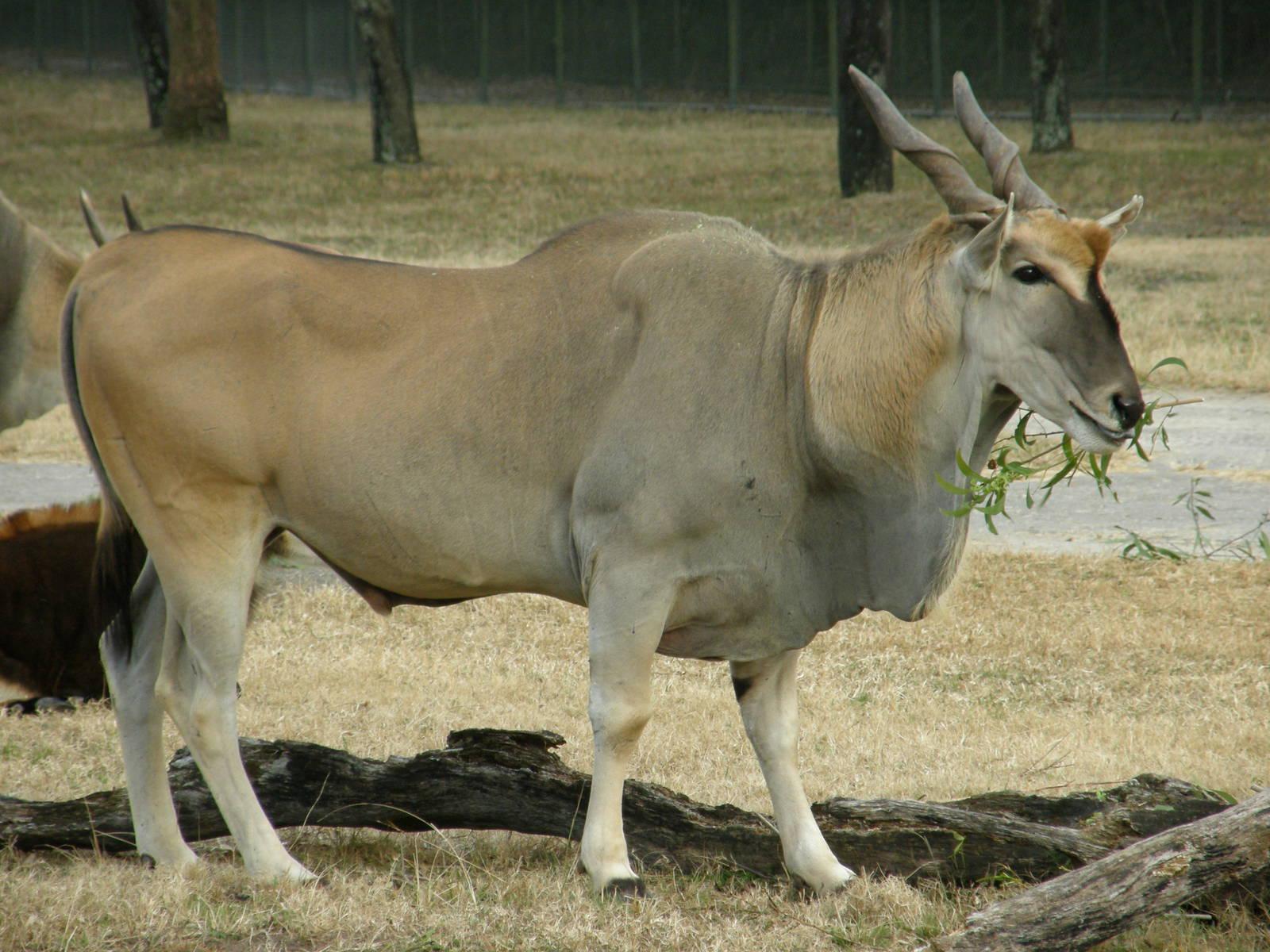 Common Eland Wallpapers - Wallpaper Cave