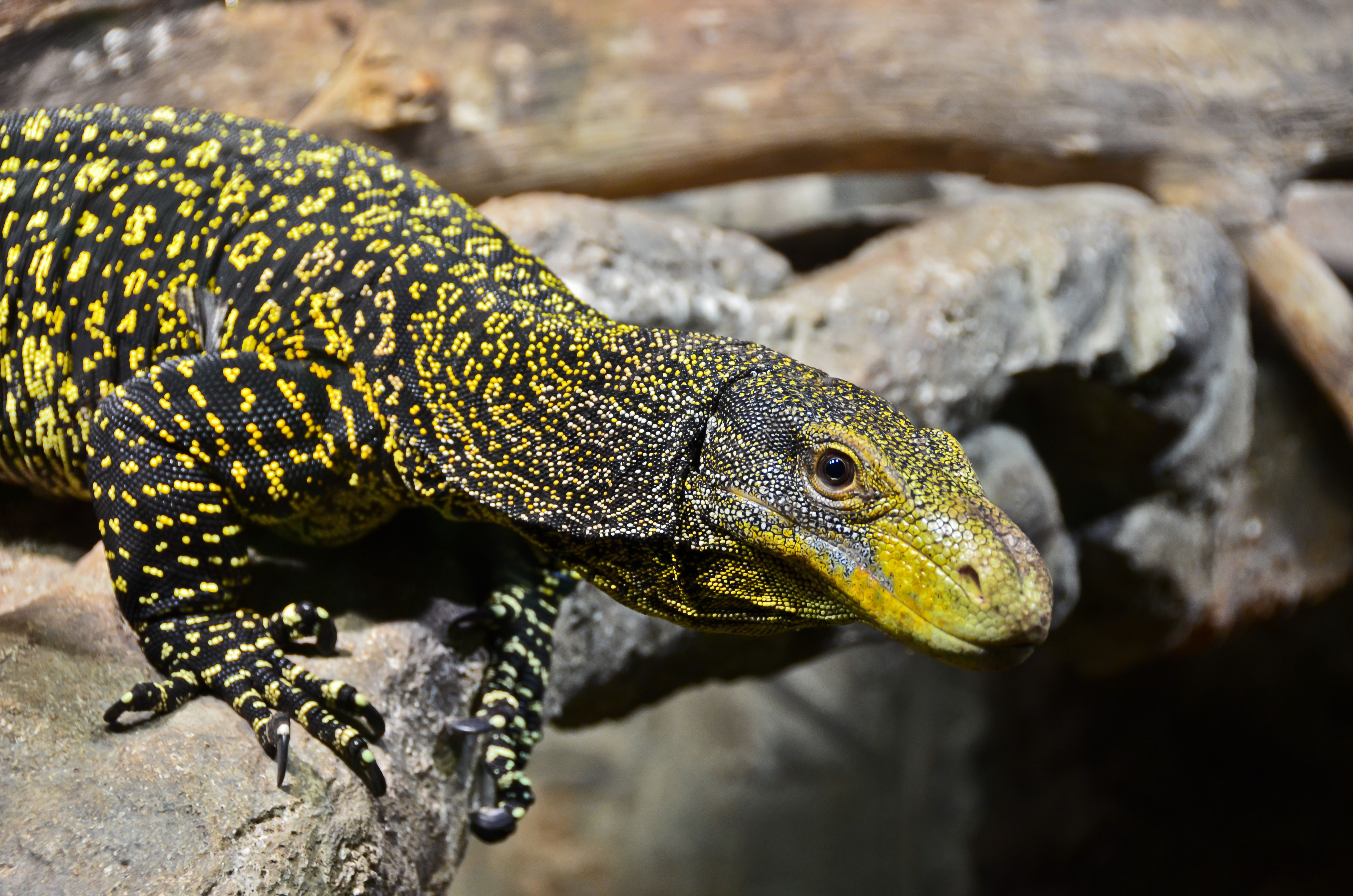 Lace Monitor Wallpapers - Wallpaper Cave