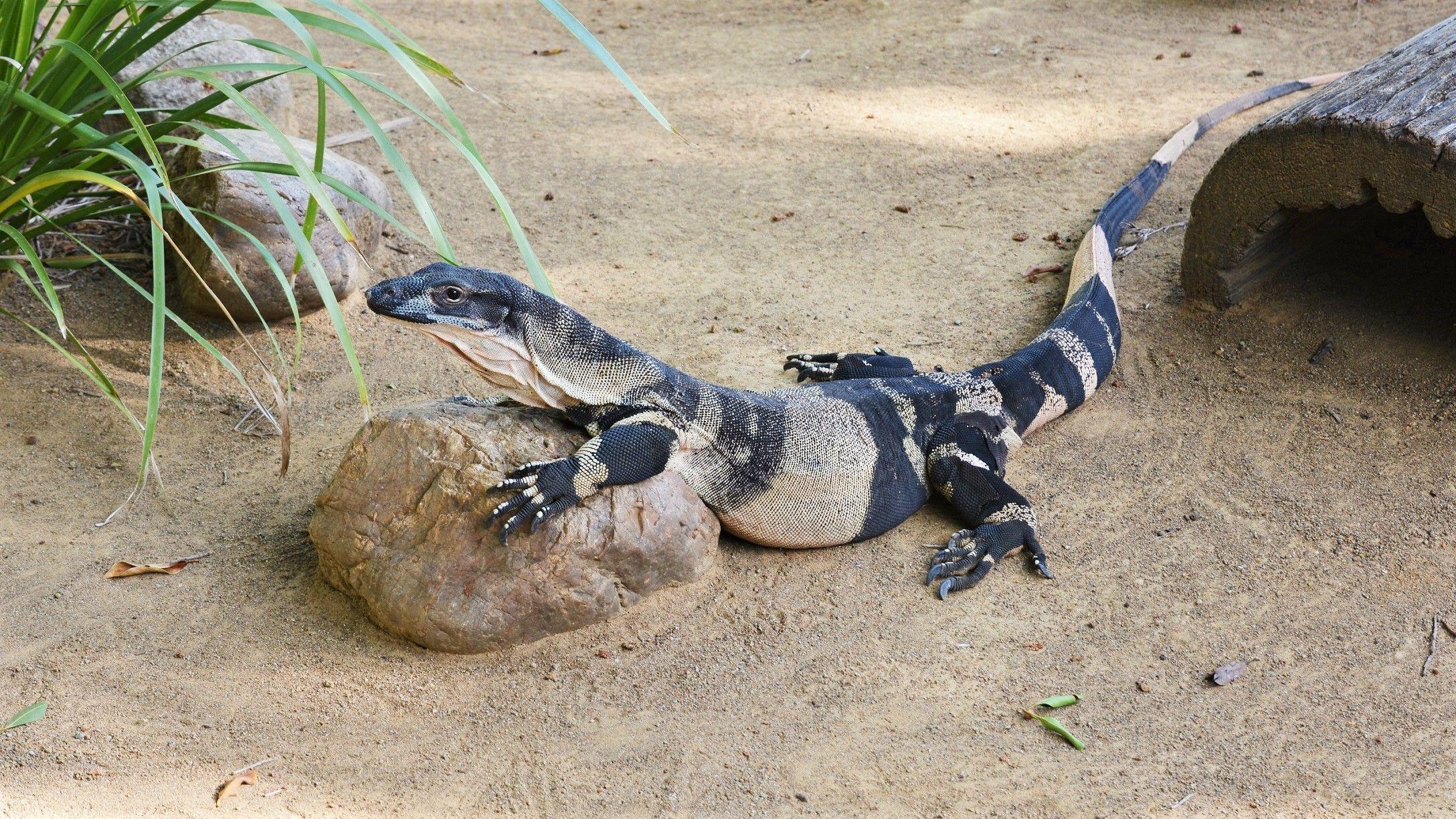 Lace Monitor Wallpapers - Wallpaper Cave