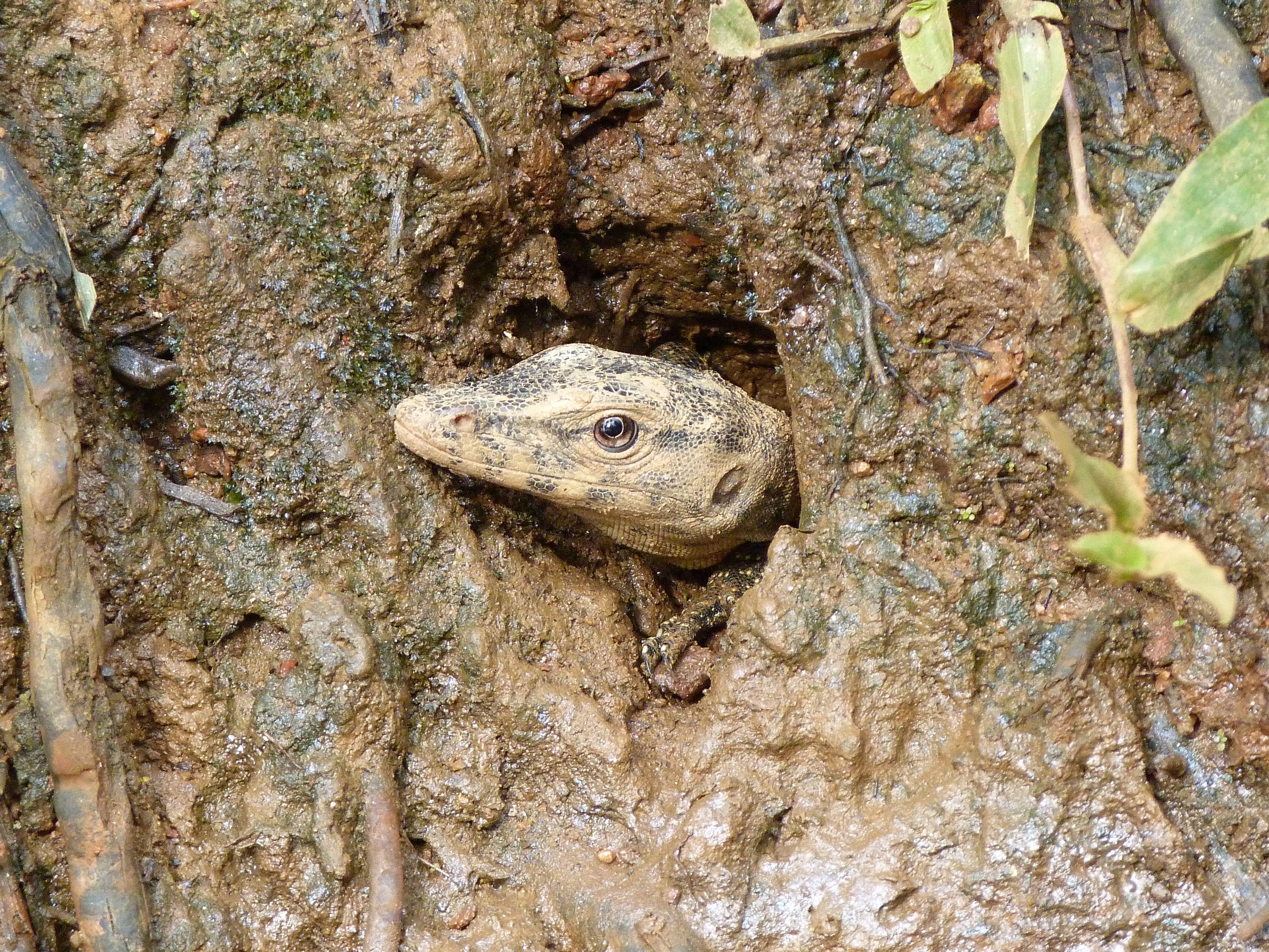 Lace Monitor Wallpapers - Wallpaper Cave