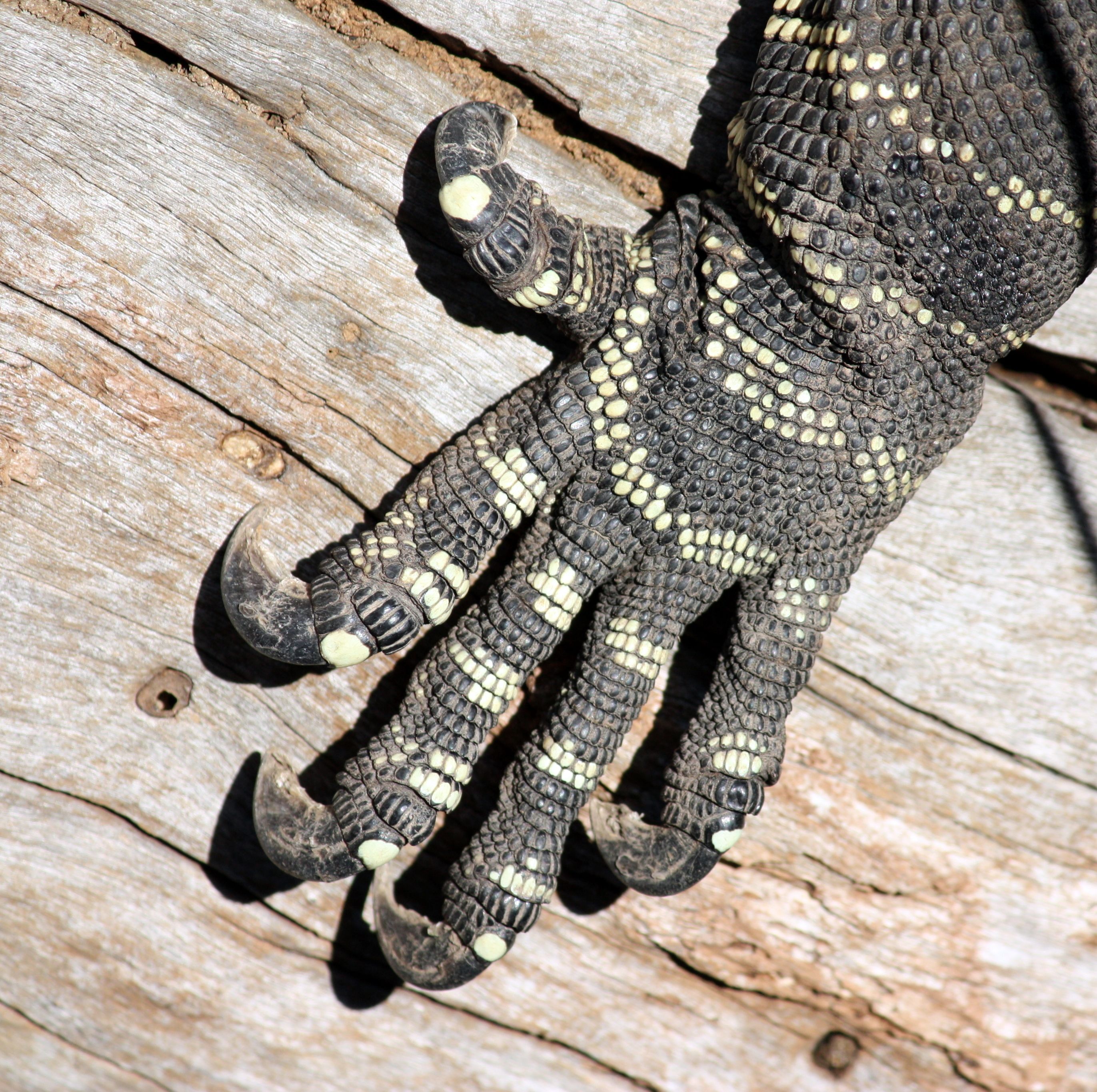 Lace Monitor Wallpapers - Wallpaper Cave