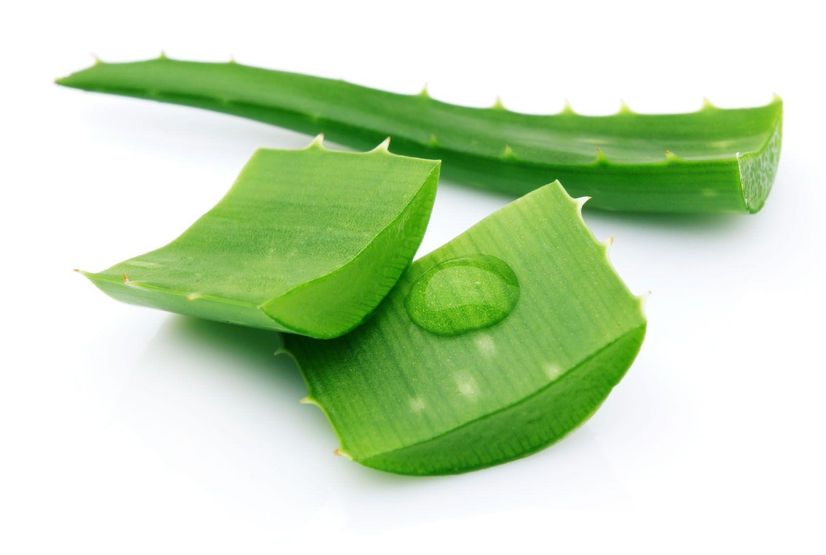 Aloe Vera Wallpapers Wallpaper Cave Aloe Vera Wallpapers Wallpaper Cave