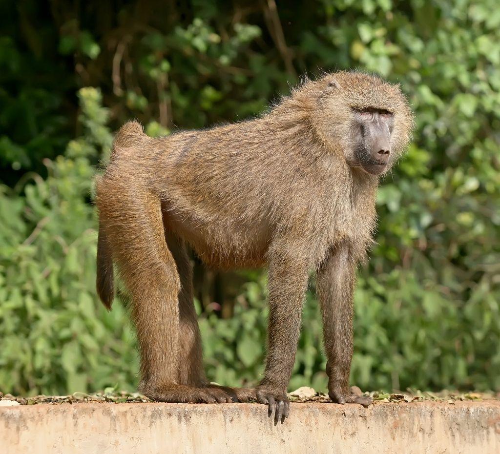 Baboon Wallpapers - Wallpaper Cave