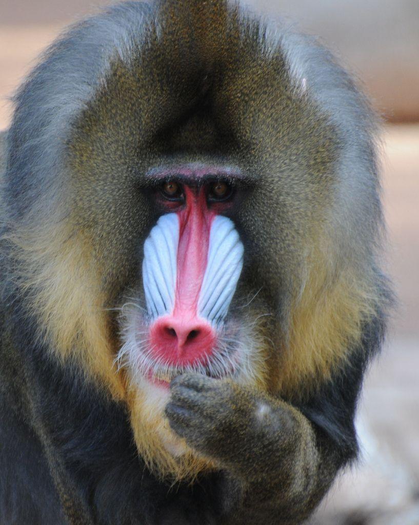 Baboon Wallpapers - Wallpaper Cave