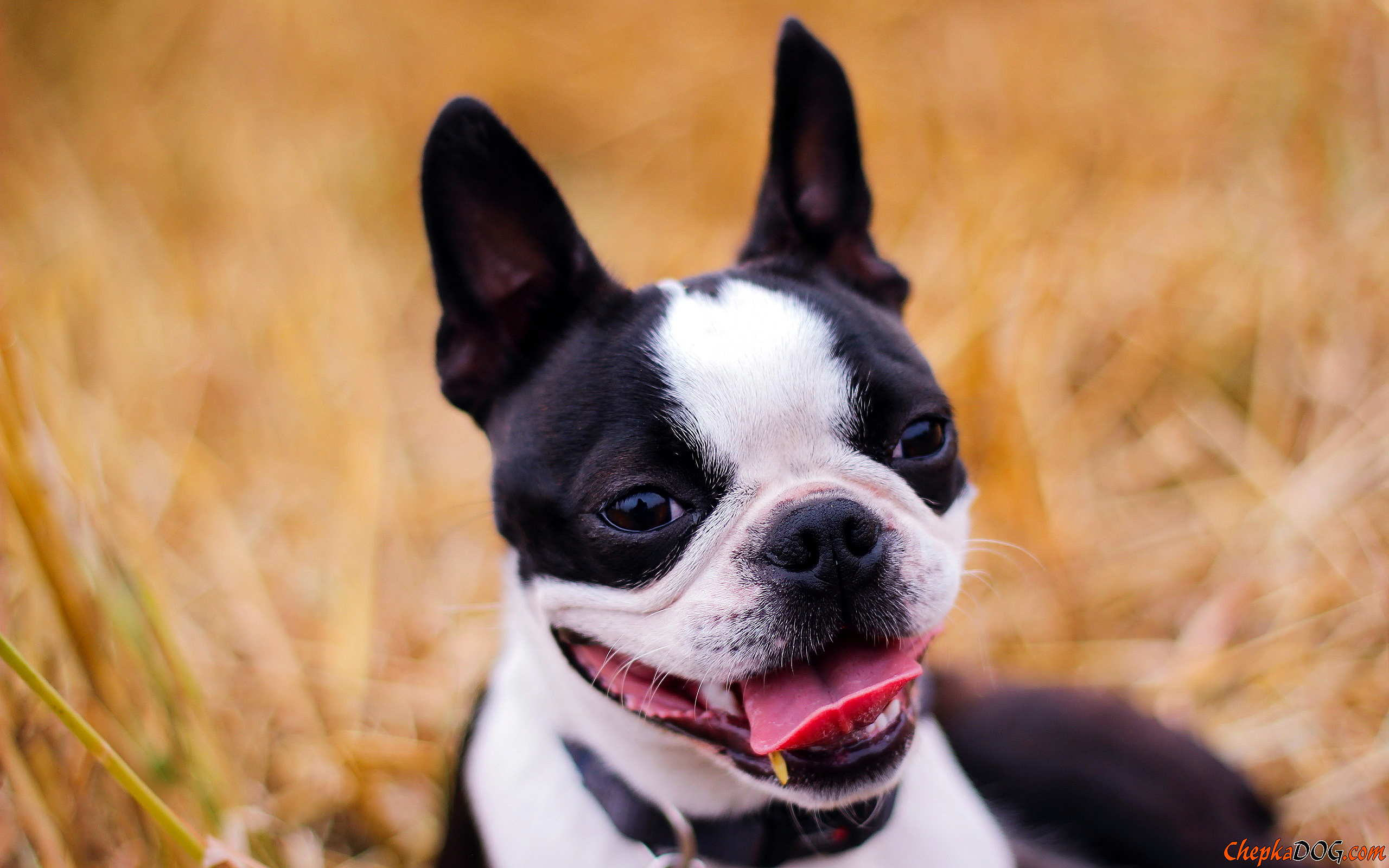 Boston Terrier Dogs Wallpapers - Wallpaper Cave