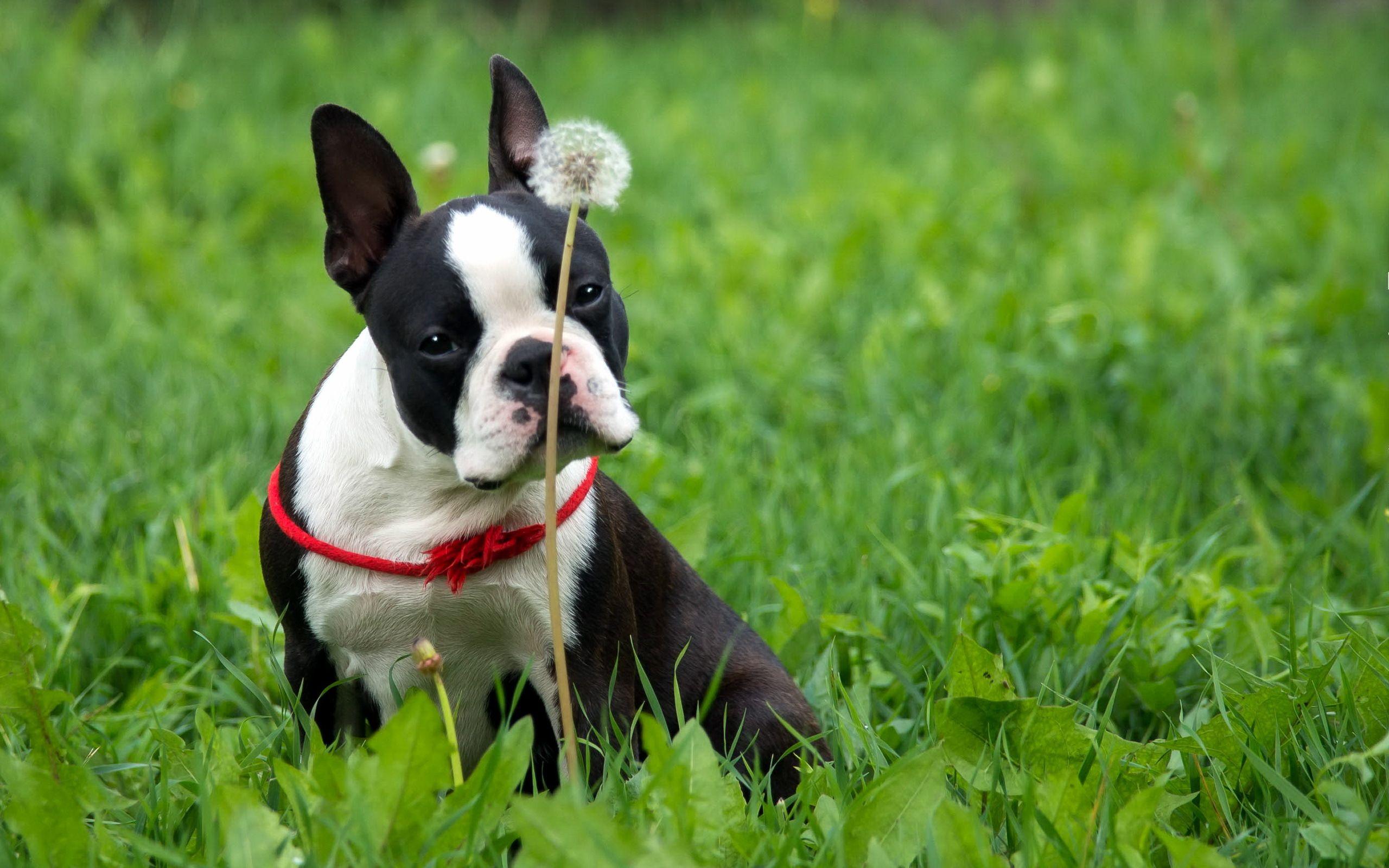 Boston Terrier Dogs Wallpapers - Wallpaper Cave