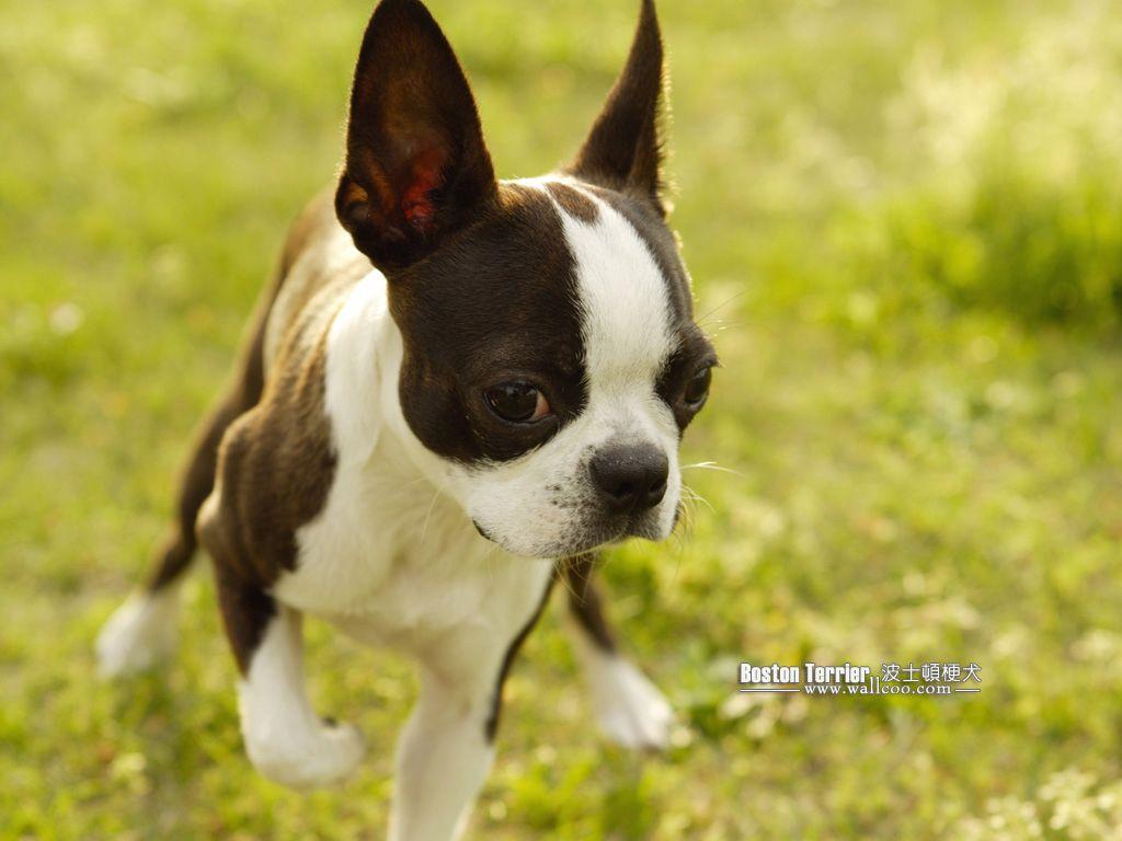 Boston Terrier Dogs Wallpapers - Wallpaper Cave