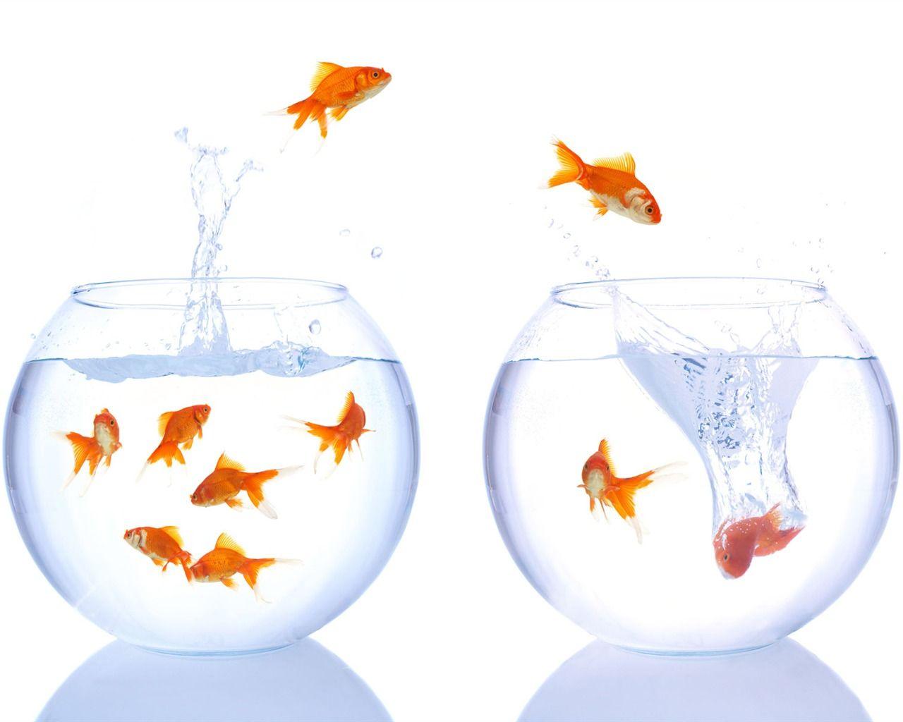 Fish Pot Wallpapers - Wallpaper Cave