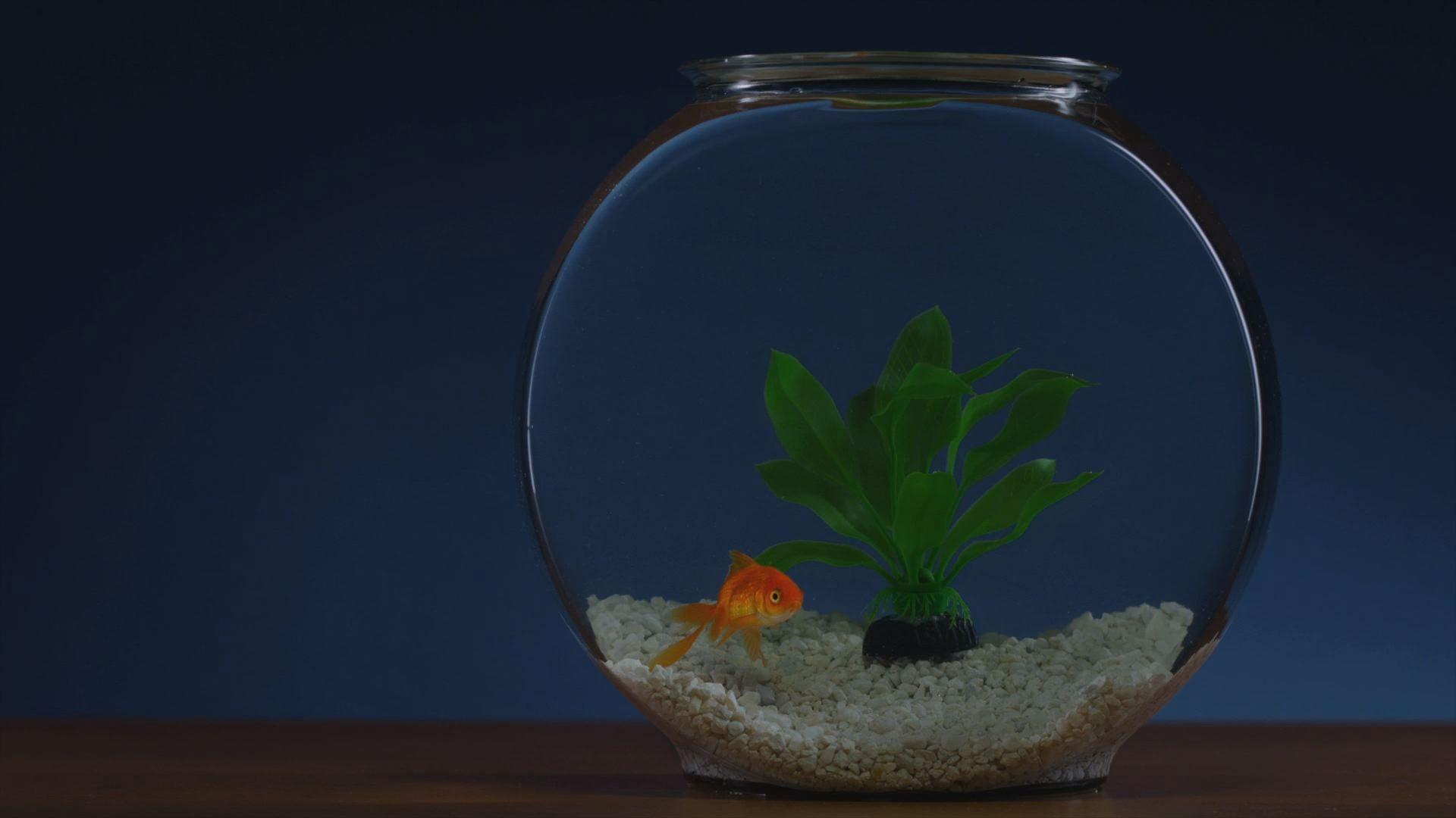 Fish Pot Wallpapers - Wallpaper Cave