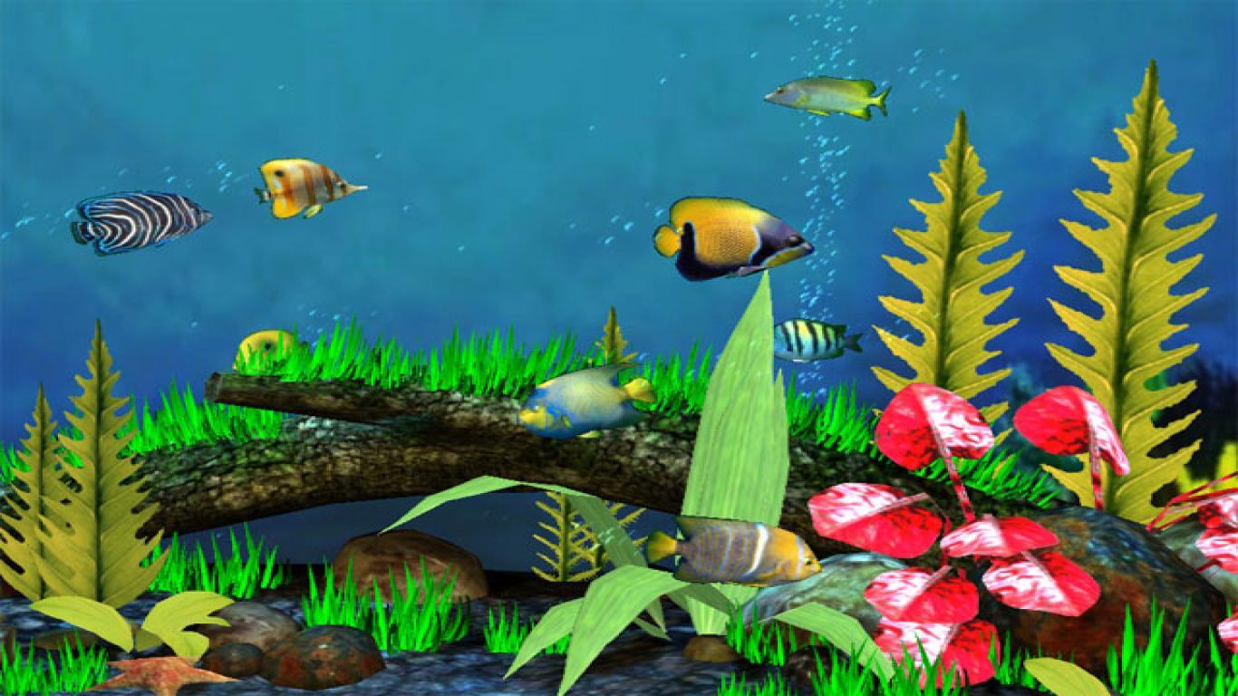 Fish Pot Wallpapers - Wallpaper Cave
