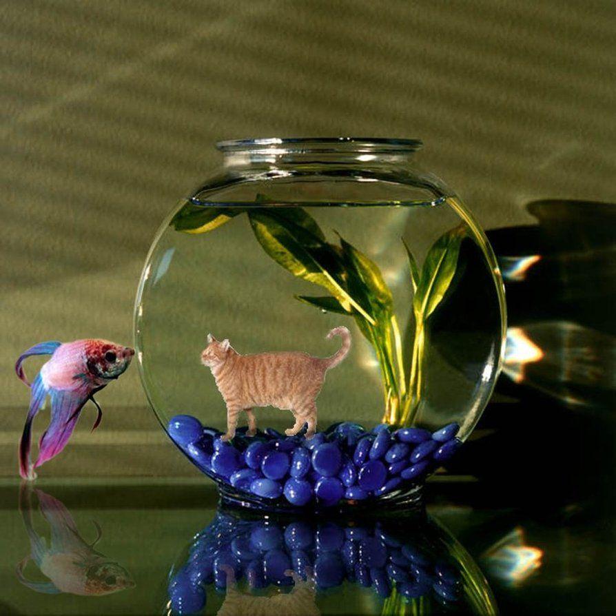 Fish Pot Wallpapers - Wallpaper Cave