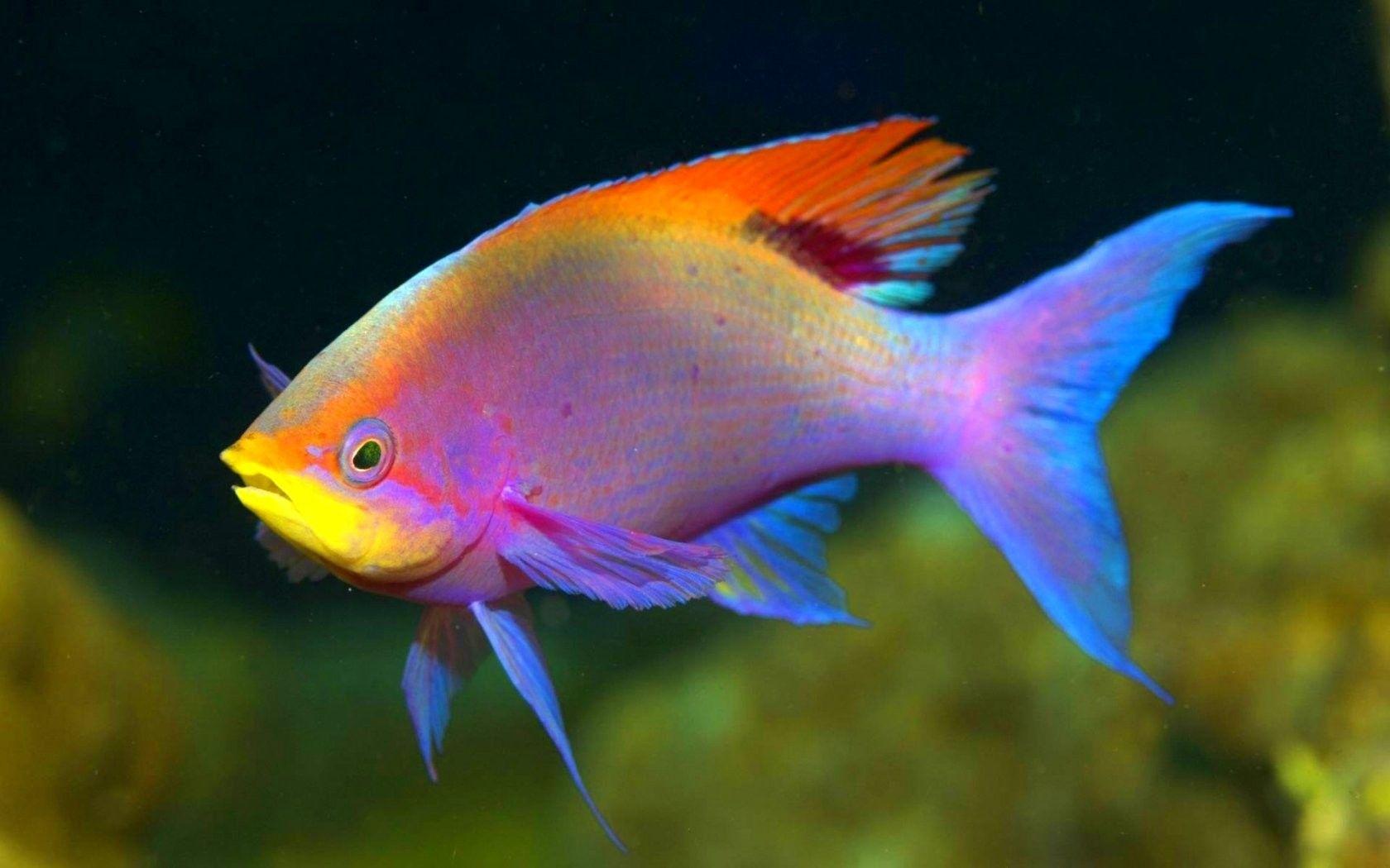 Fish Pot Wallpapers - Wallpaper Cave