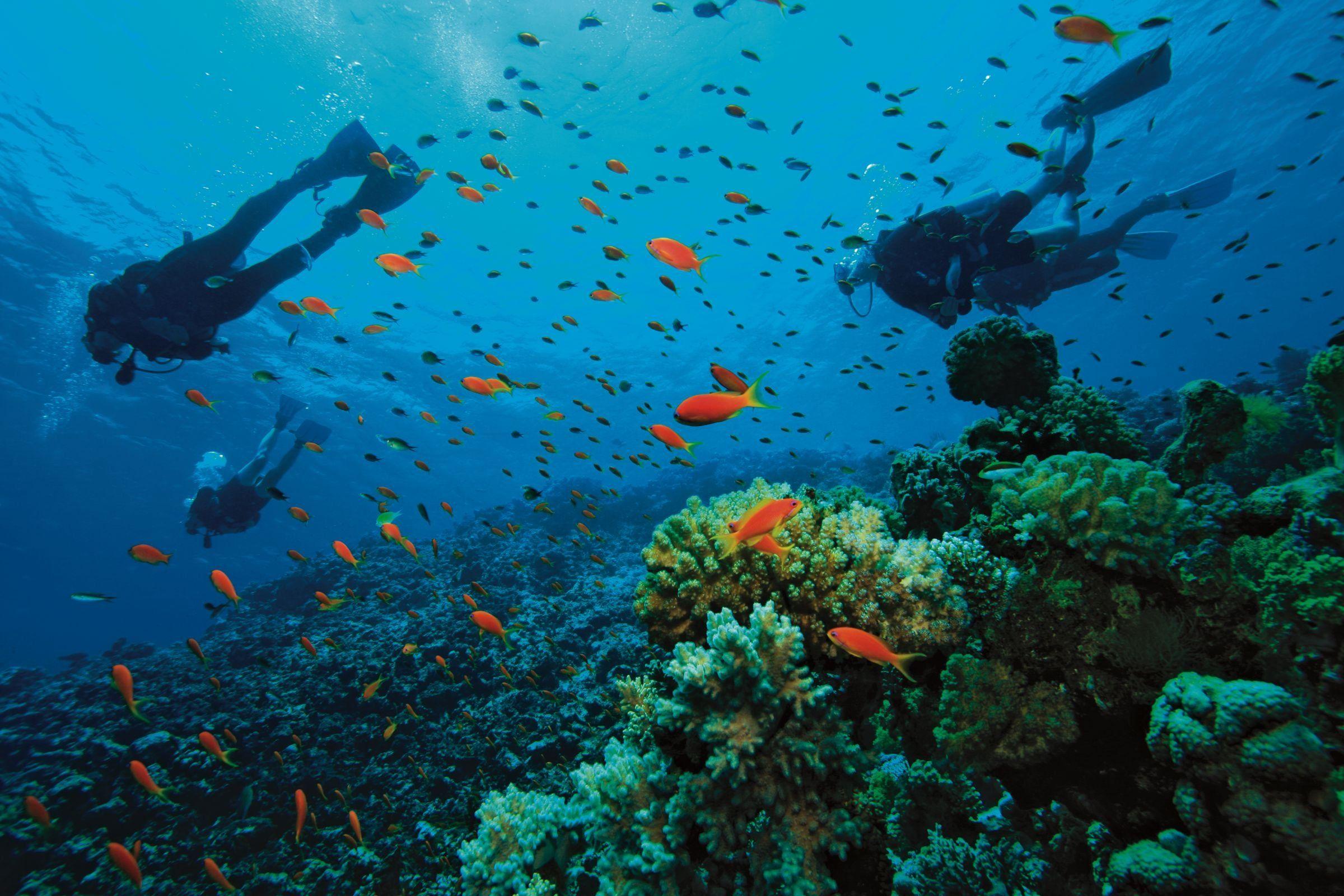 Deep Sea Diving Wallpapers Wallpaper Cave Deep Sea Diving Wallpapers Wallpaper Cave