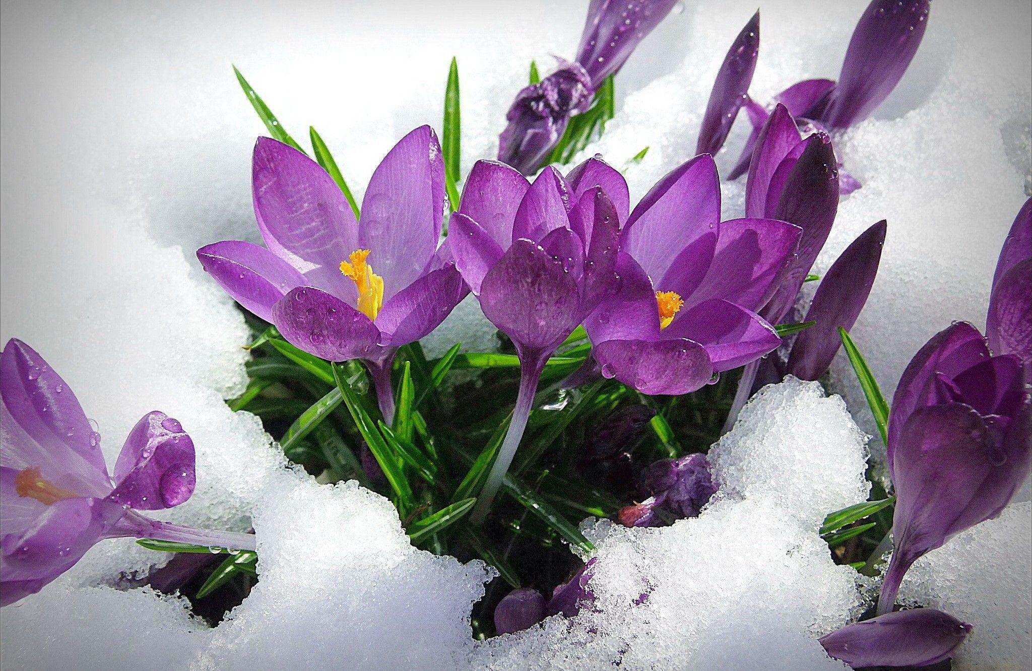 Winter Flower Wallpapers - Wallpaper Cave