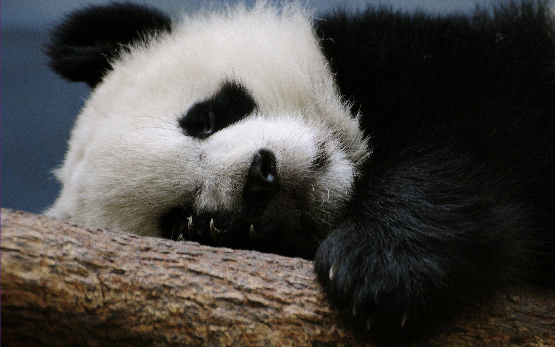 Panda Bears Wallpapers - Wallpaper Cave