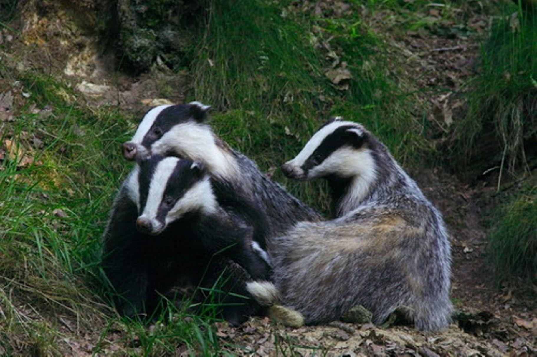 Badger Wallpapers - Wallpaper Cave