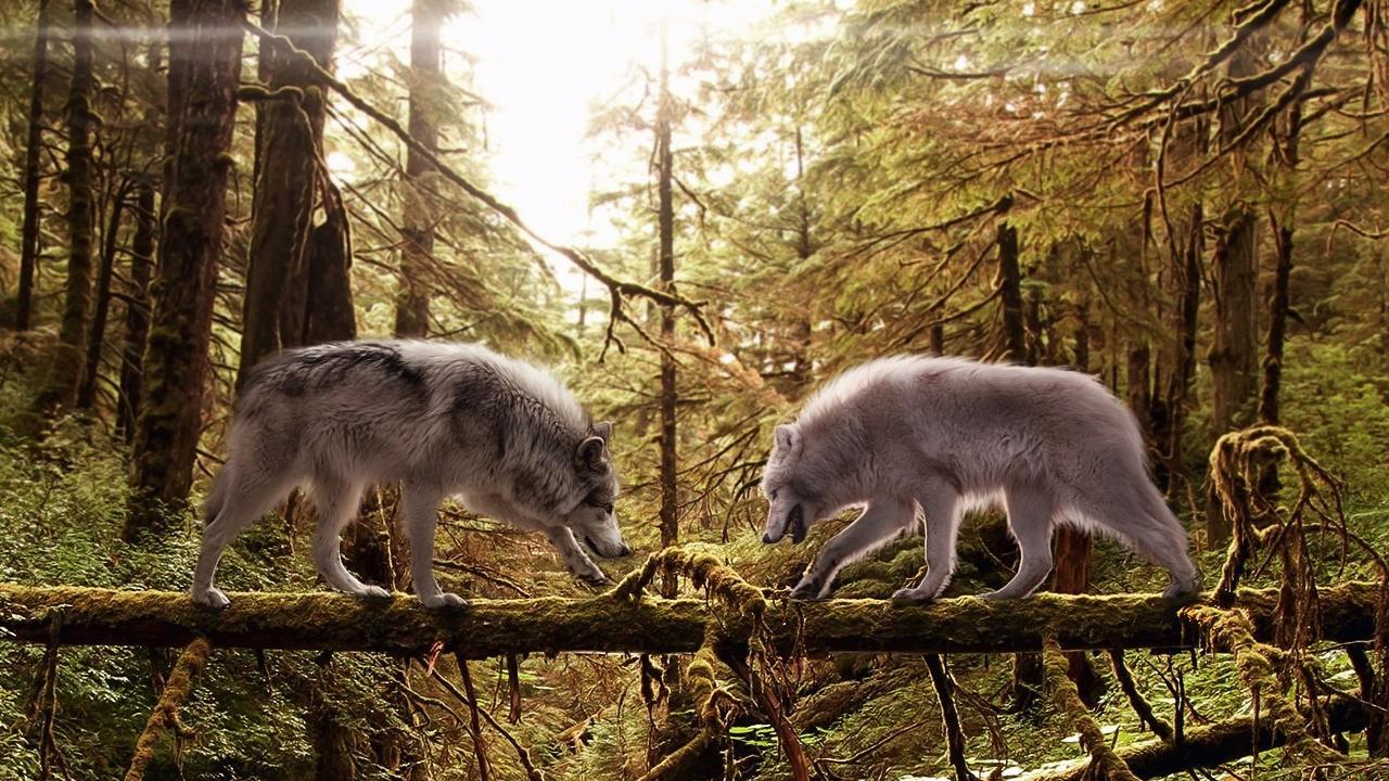 Running Wolf Wallpapers - Wallpaper Cave