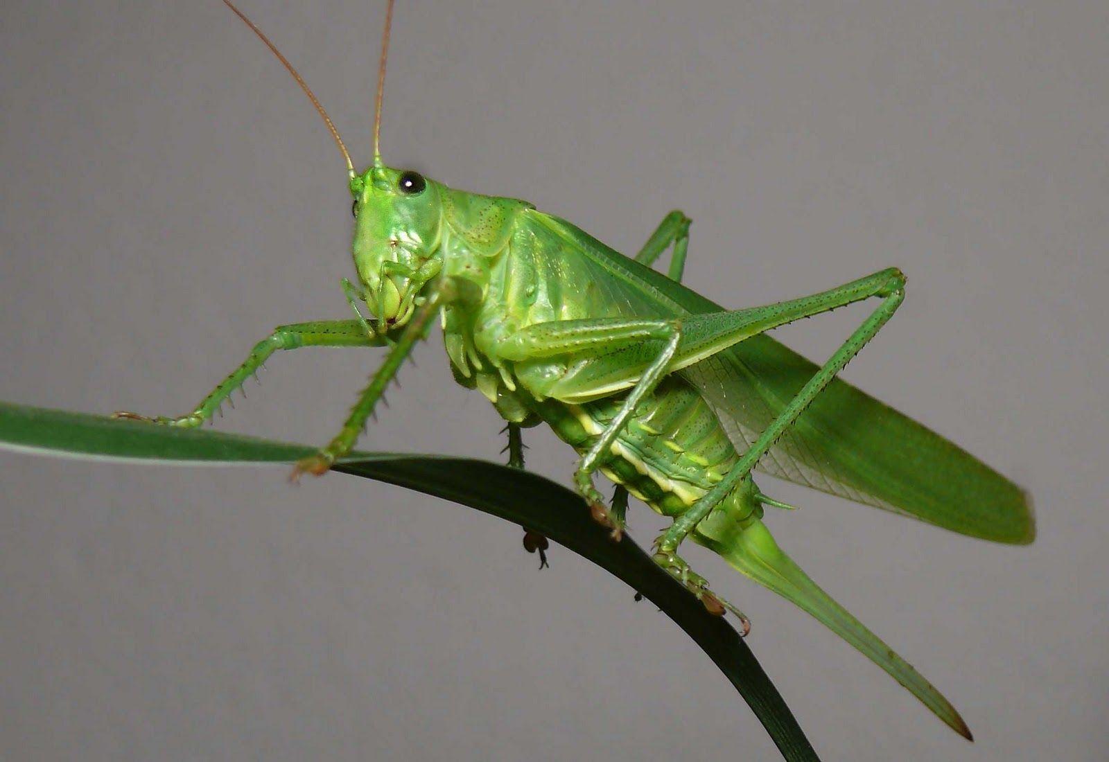 Grasshopper Wallpapers - Wallpaper Cave