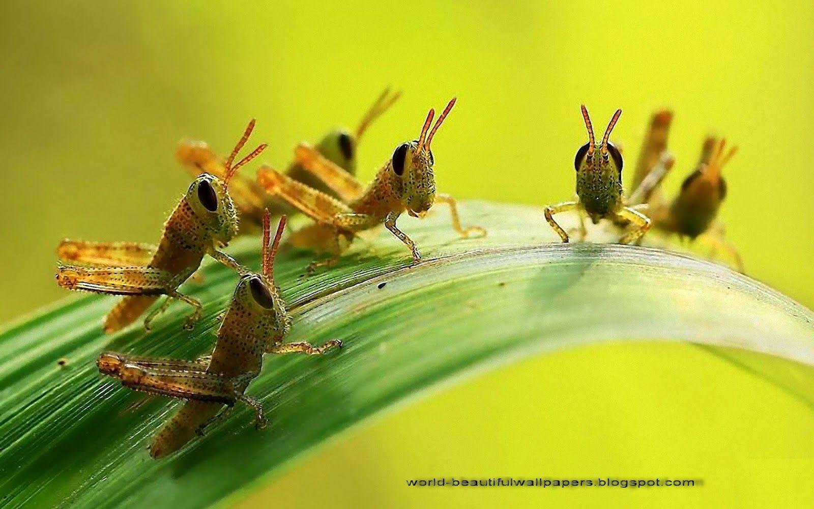 Grasshopper Wallpapers - Wallpaper Cave