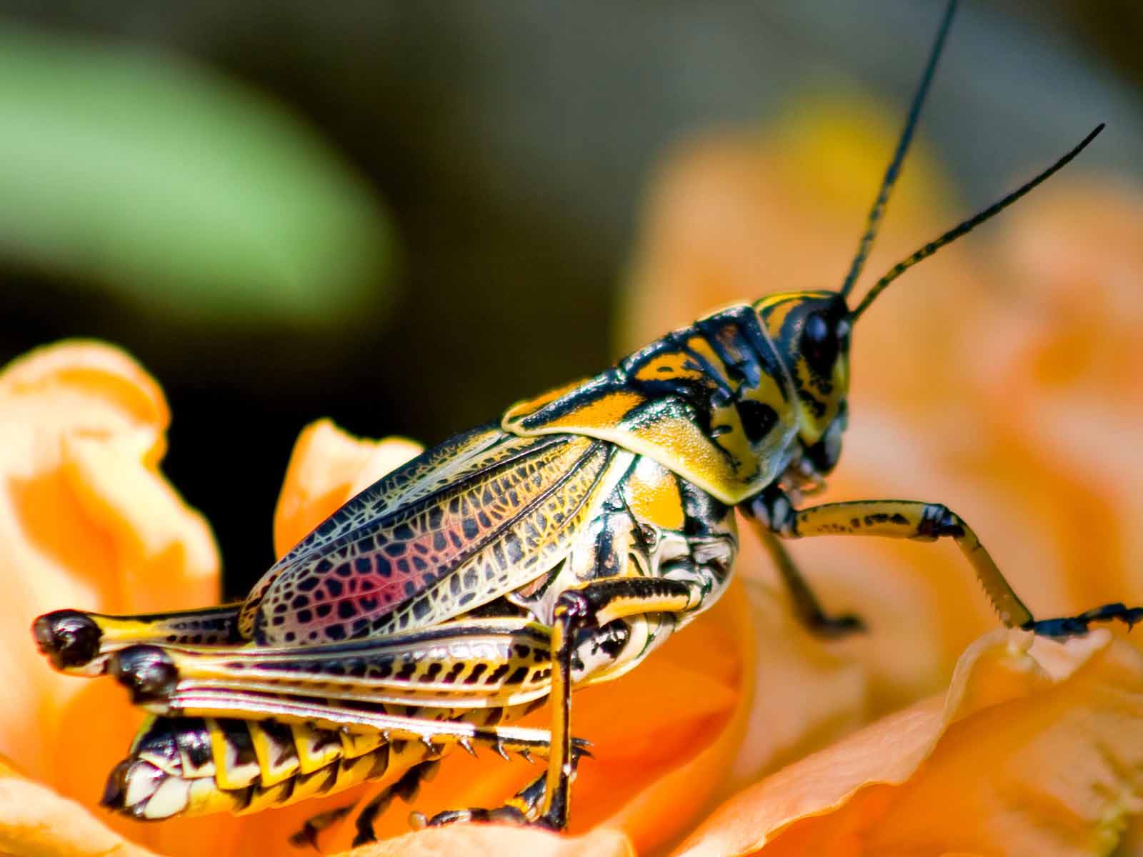 Grasshopper Wallpapers - Wallpaper Cave