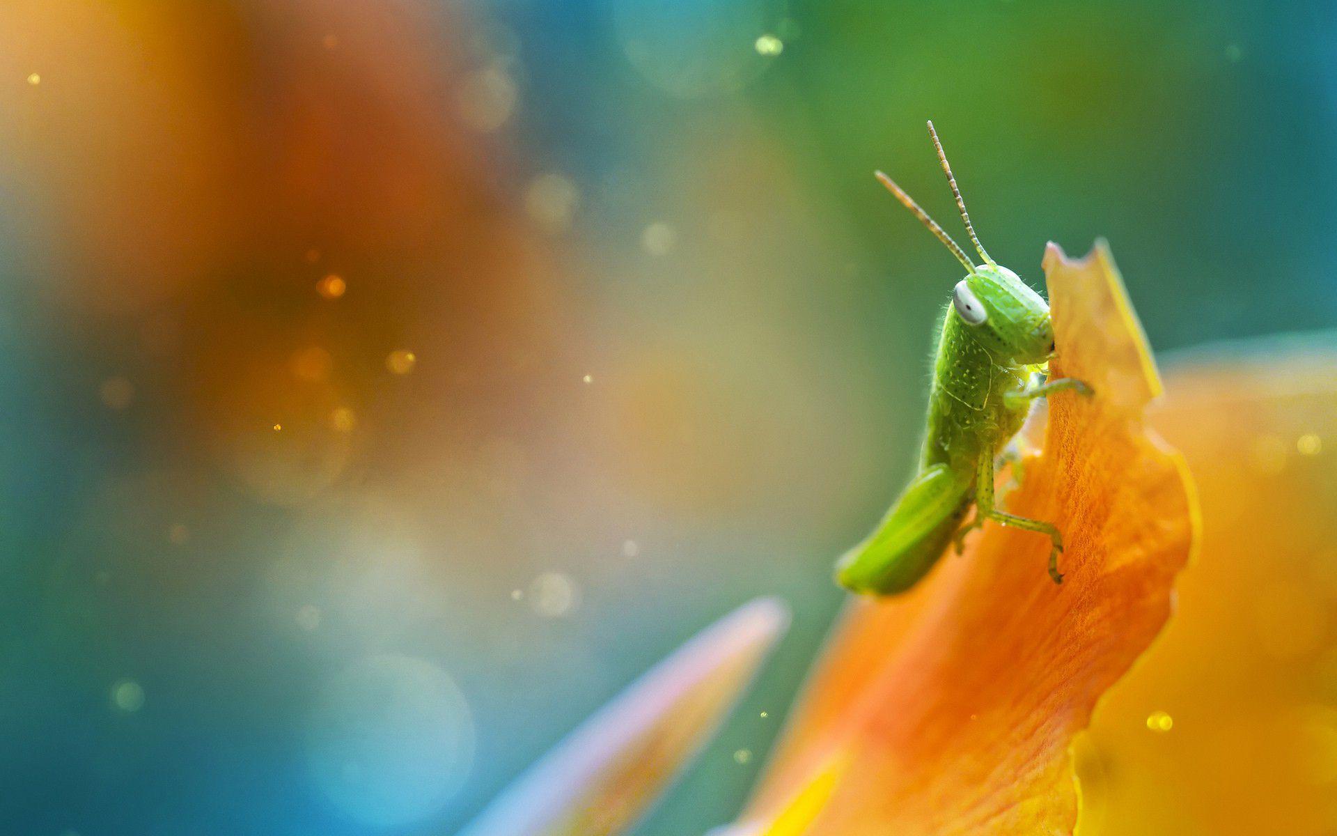 Grasshopper Wallpapers Wallpaper Cave