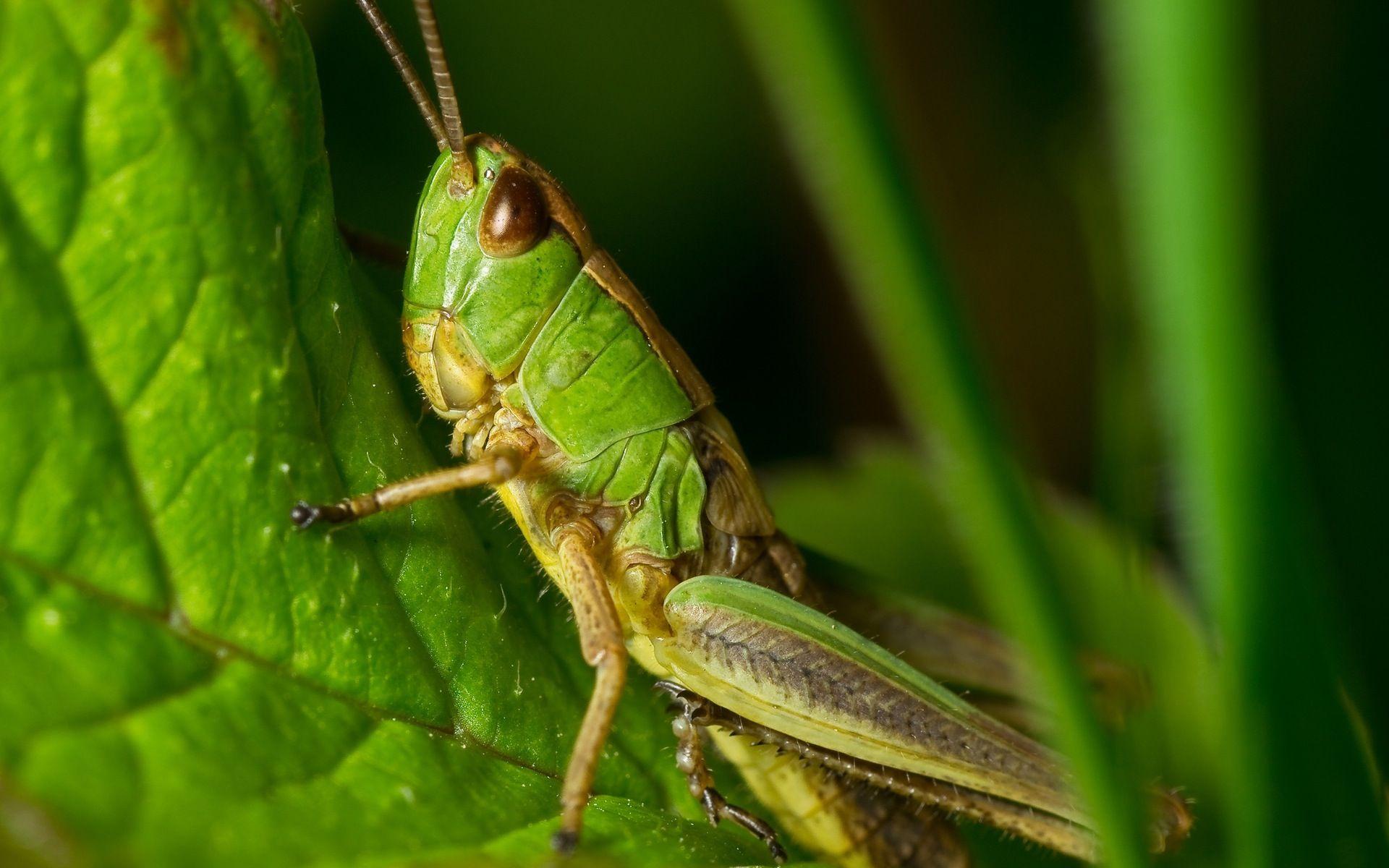 Grasshopper Wallpapers - Wallpaper Cave
