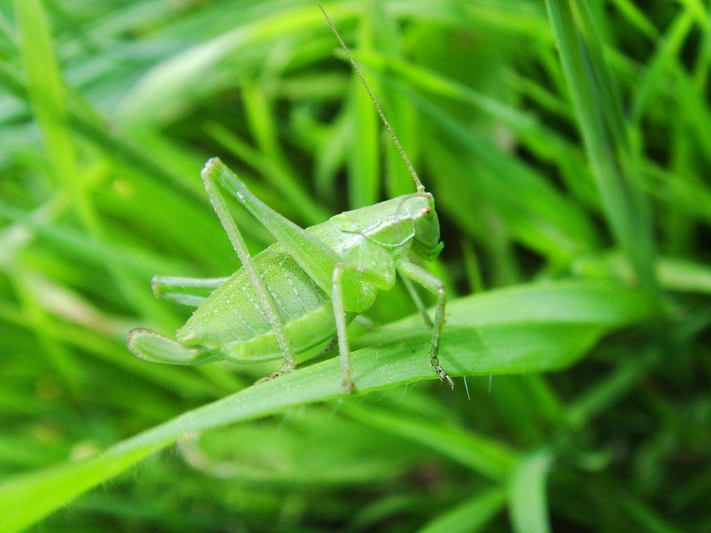 Grasshopper Wallpapers - Wallpaper Cave