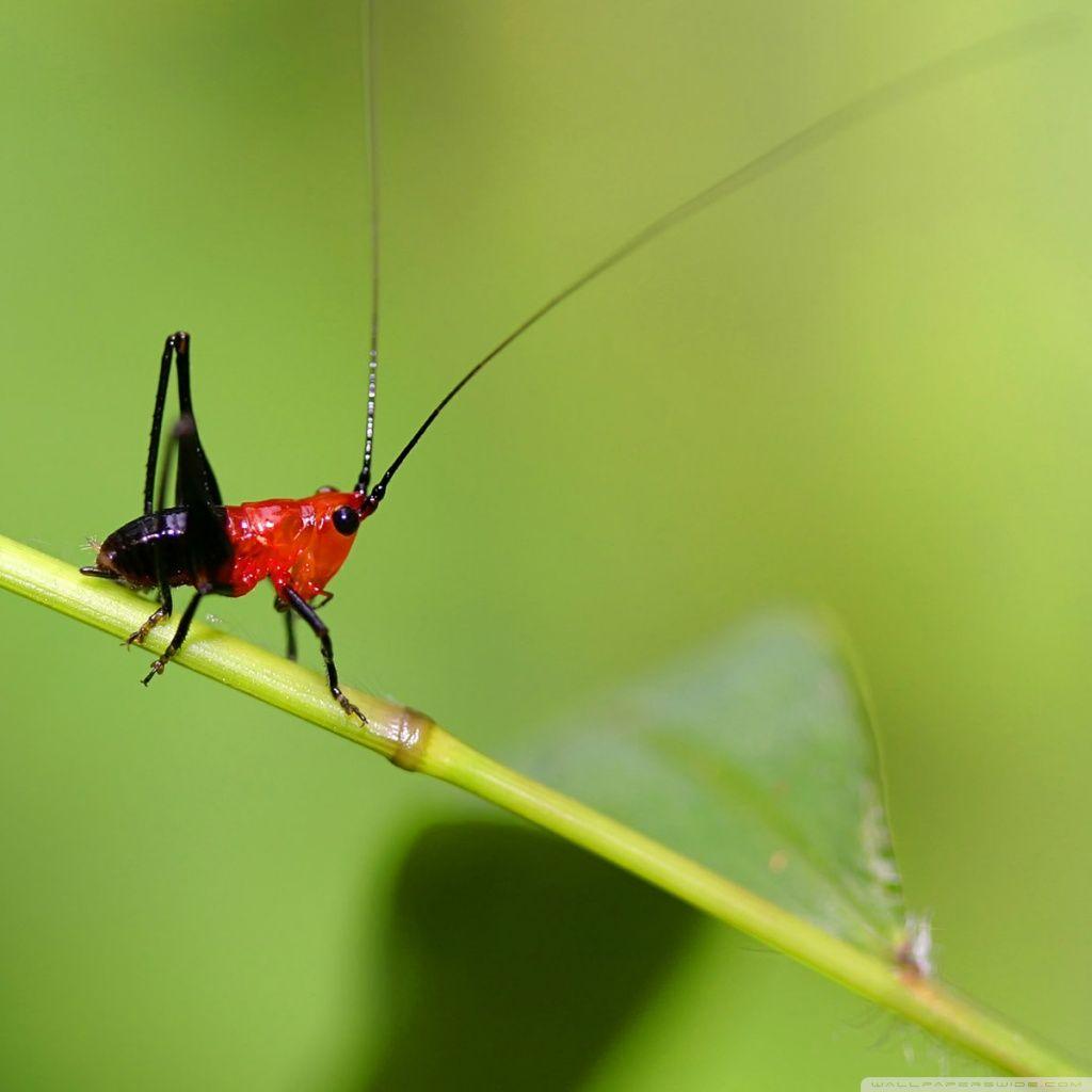 Grasshopper Wallpapers - Wallpaper Cave