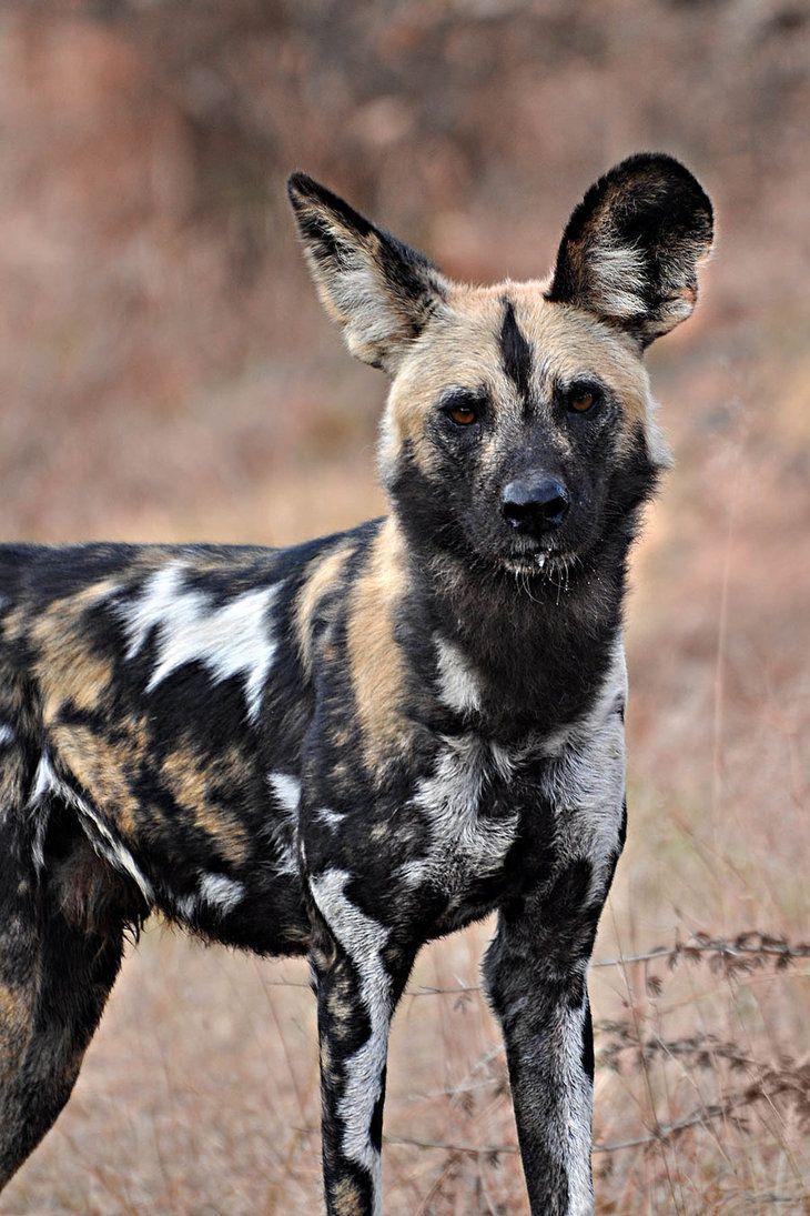 Wild Dog Wallpapers - Wallpaper Cave