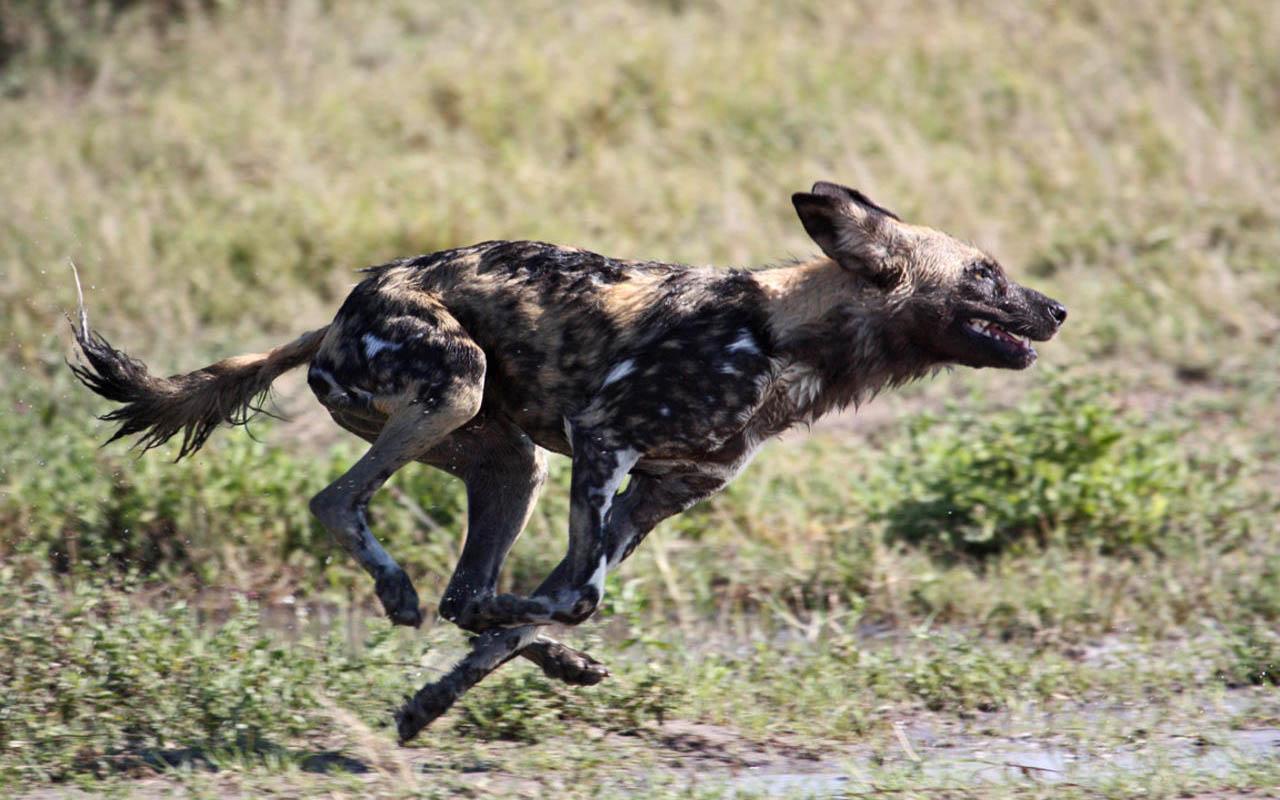 Wild Dog Wallpapers - Wallpaper Cave