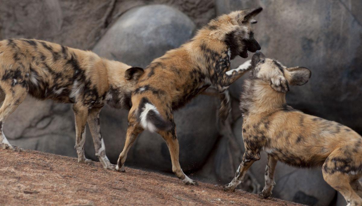 Wild Dog Wallpapers - Wallpaper Cave