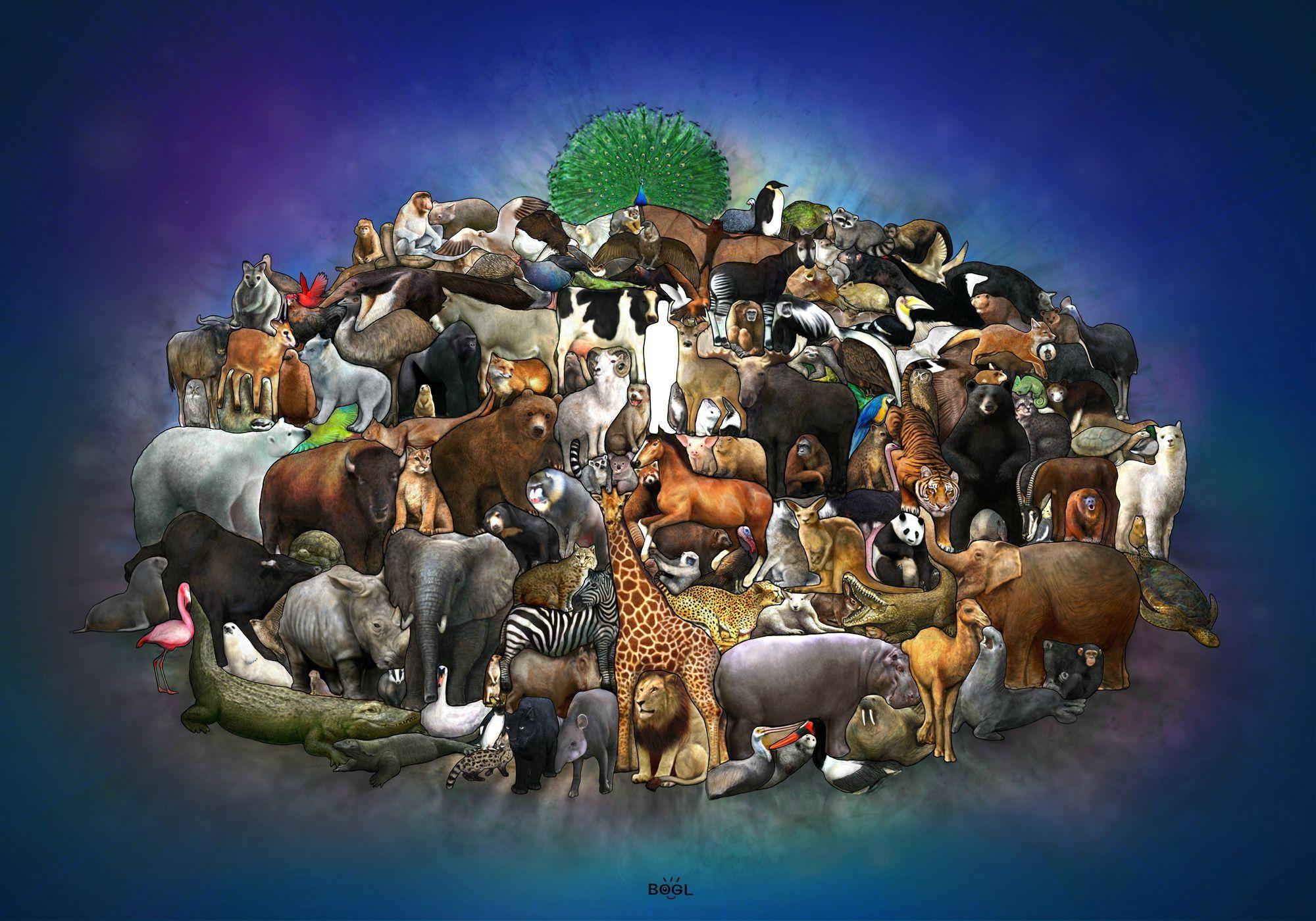 Mix Animals Wallpapers Wallpaper Cave