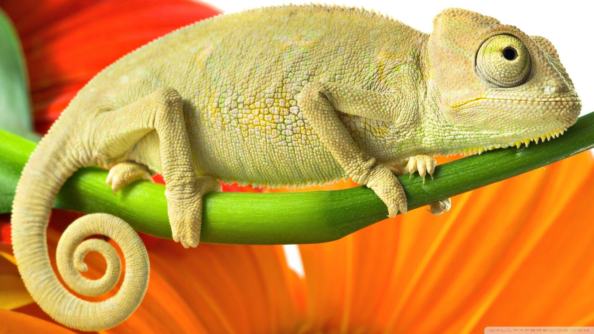Chameleon HD Wallpapers - Wallpaper Cave
