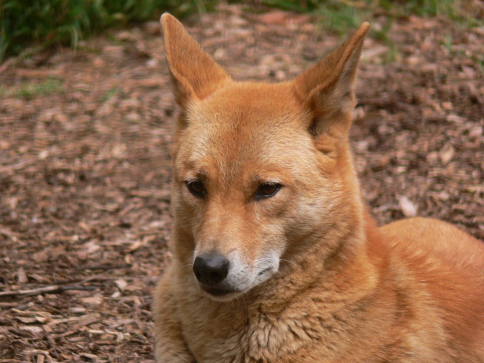 Dingo Wallpapers - Wallpaper Cave
